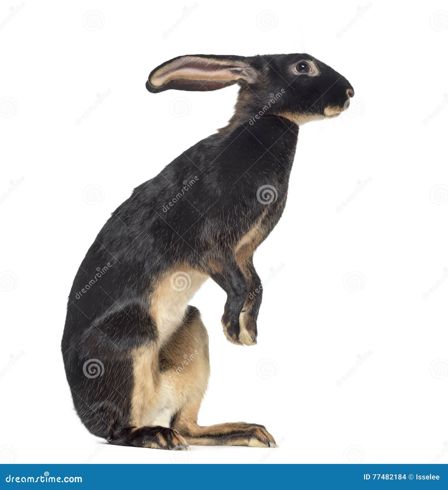 Belgian Hare on Hind Legs Isolated on White Stock Photo - Image of ...
