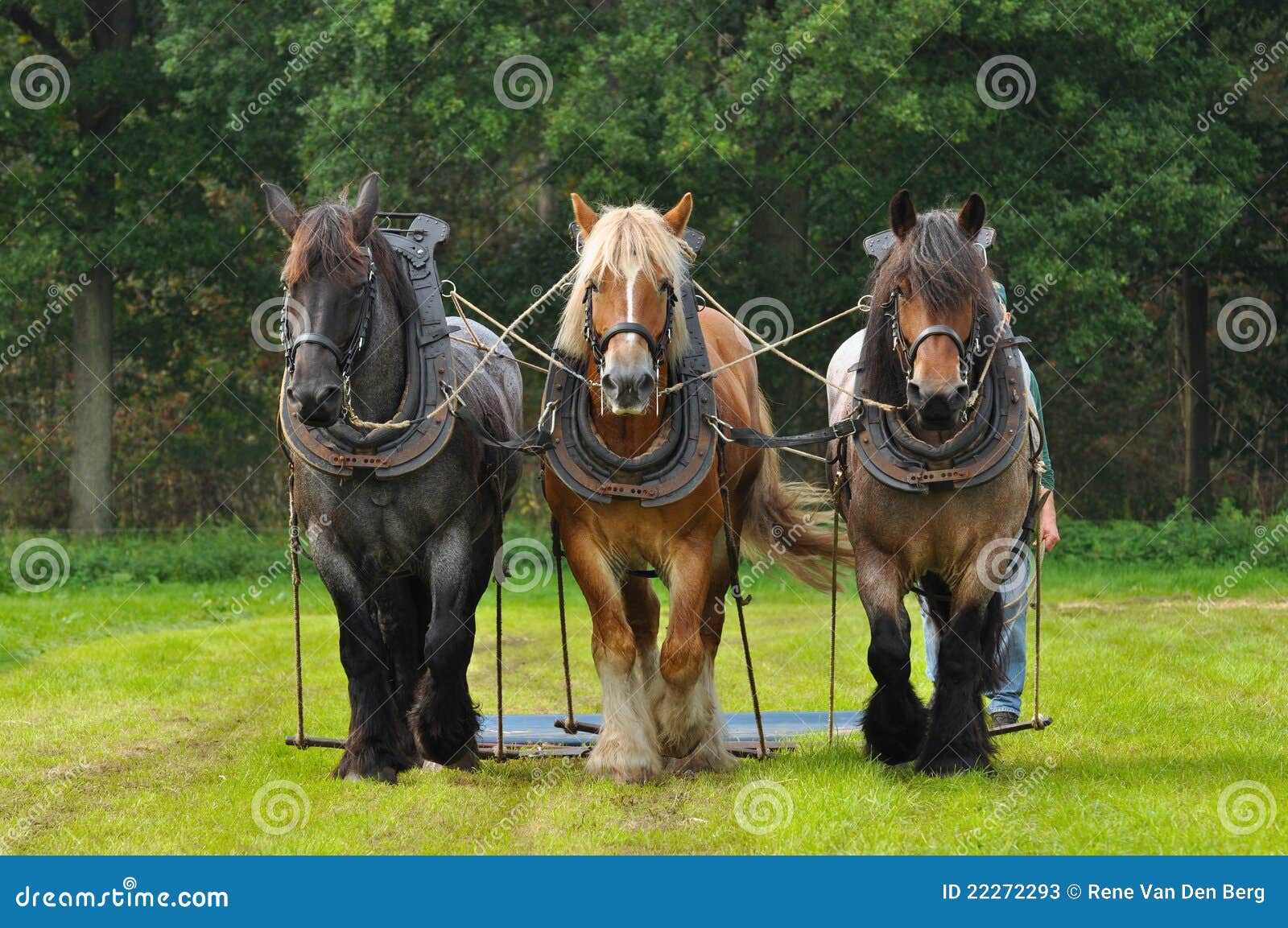 Belgian Horses stock image. Image of brown, mane, belgium - 22272293