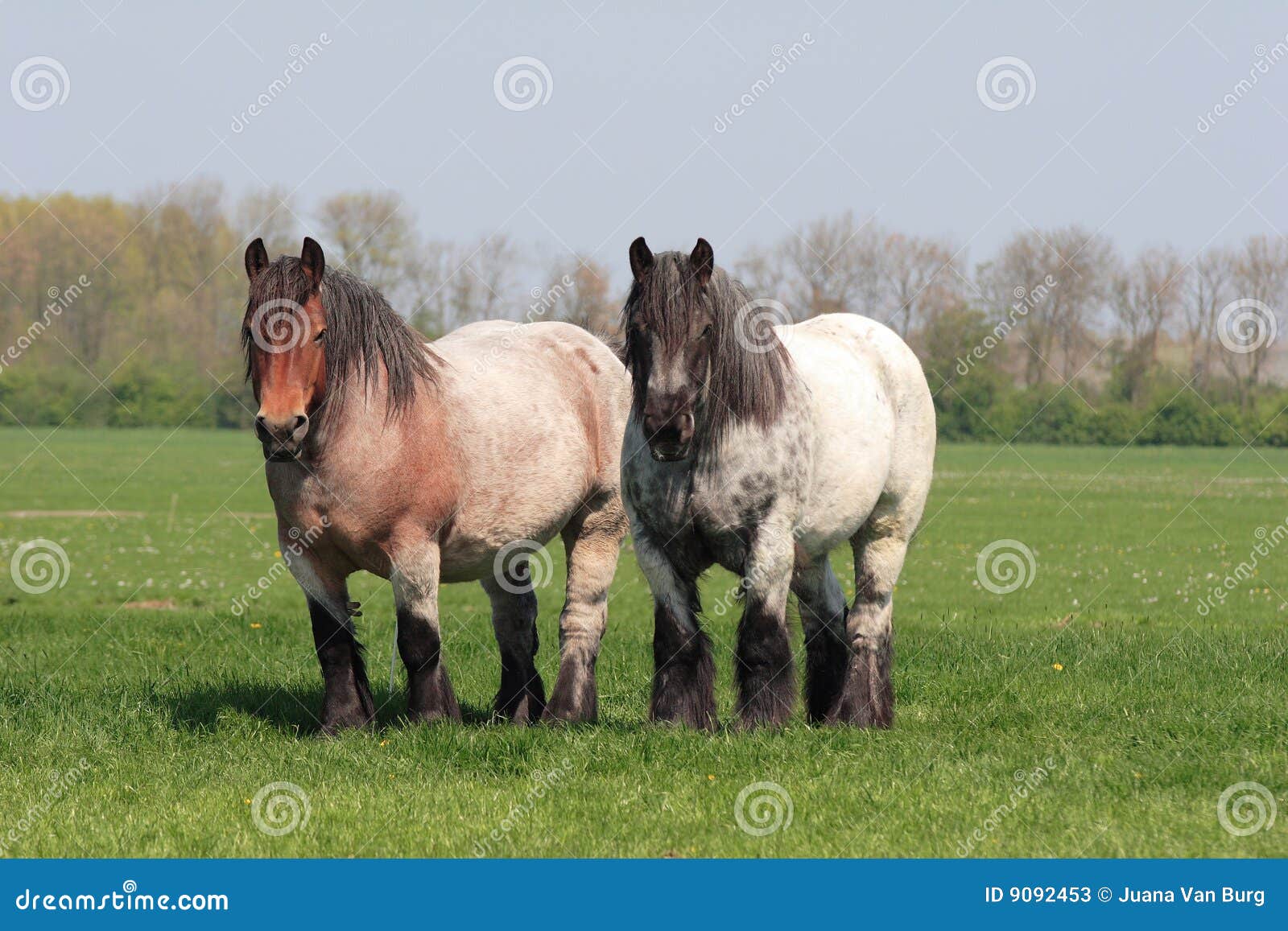 Belgian horses stock image. Image of country, landscape - 9092453