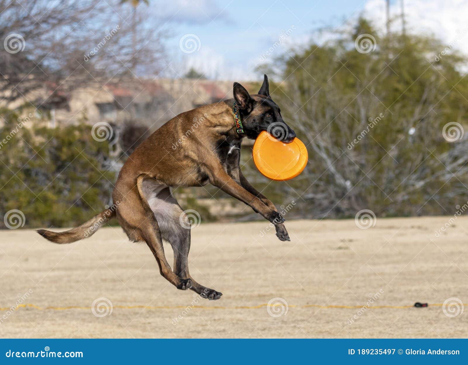 Belgian Malinois Coming Down after Catching a Disc Stock Image - Image ...