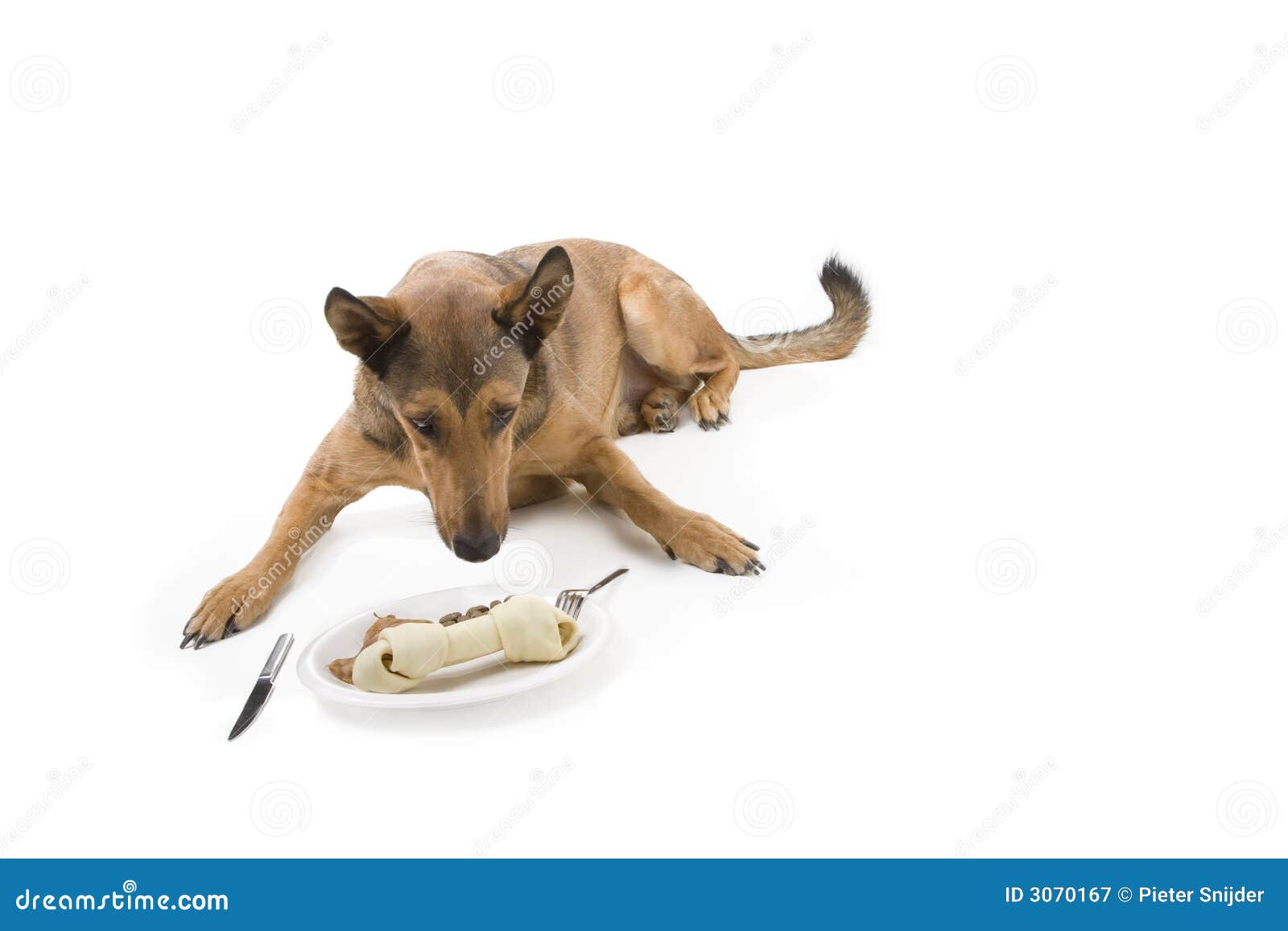 Belgian Malinois and Dog Diner Stock Image - Image of pampered, white ...
