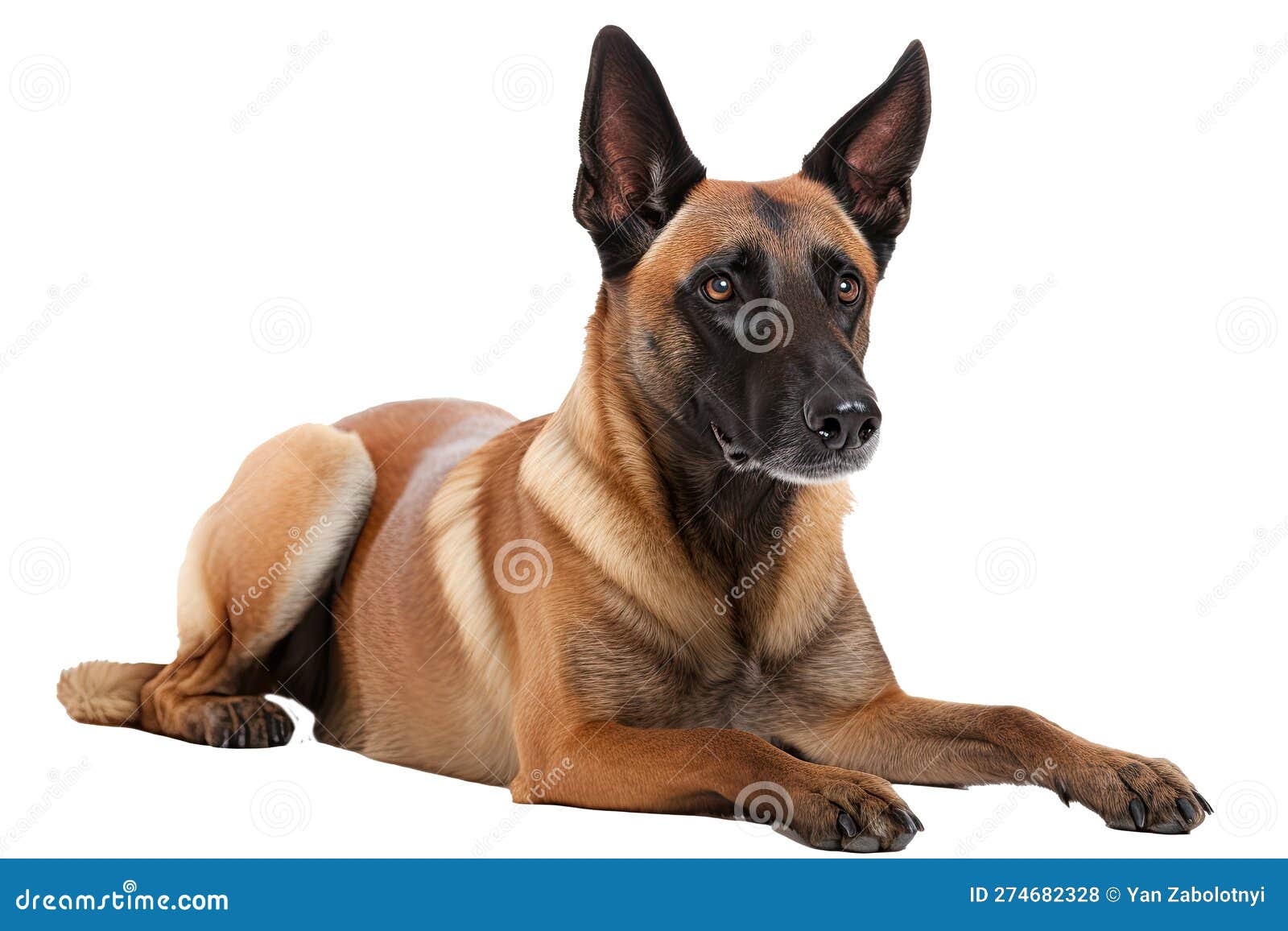 Belgian Malinois Dog on White Background. Generative AI Stock Photo ...