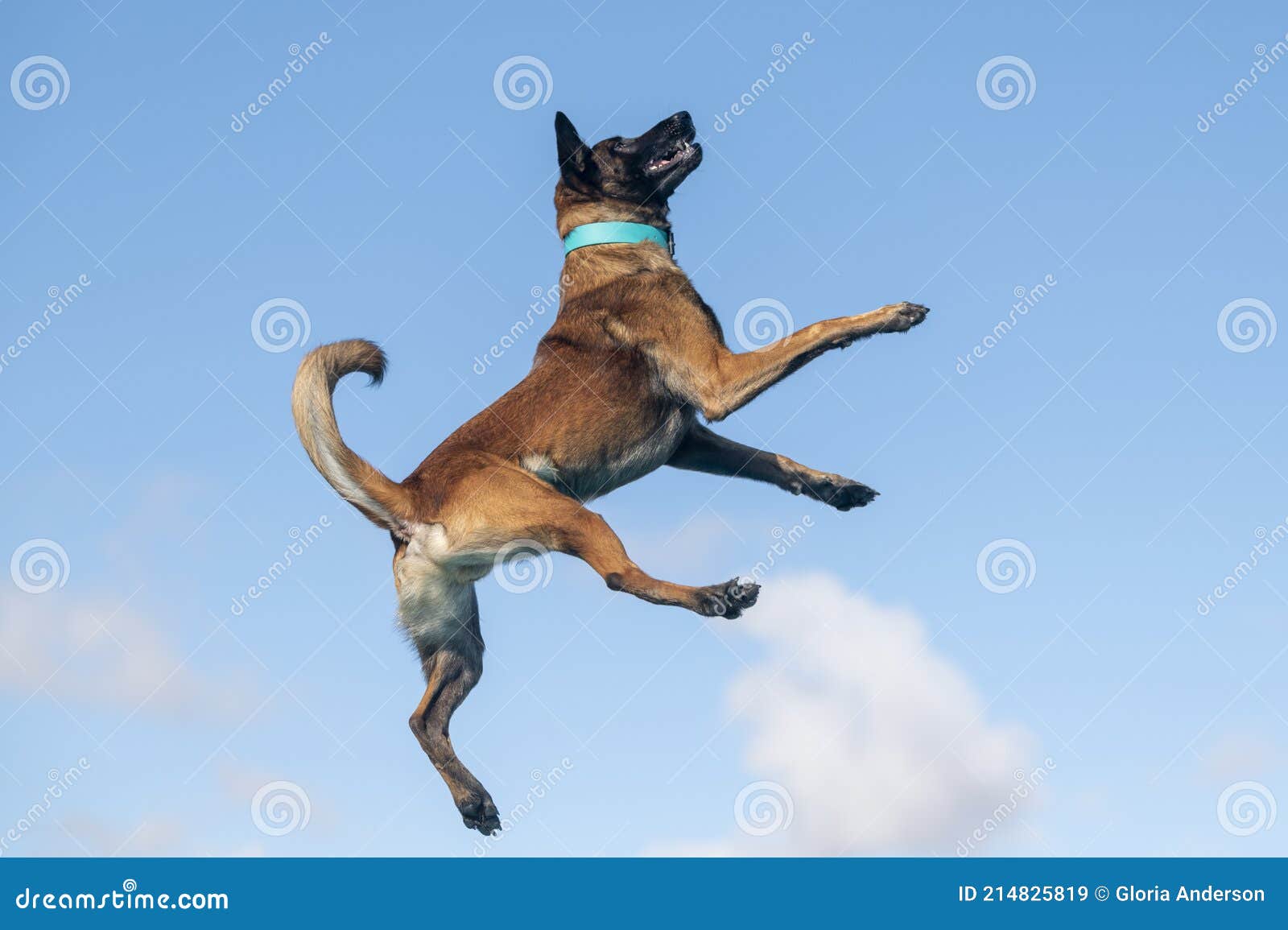 Belgian Malinois High in the Sky Stock Image - Image of breed, animal ...
