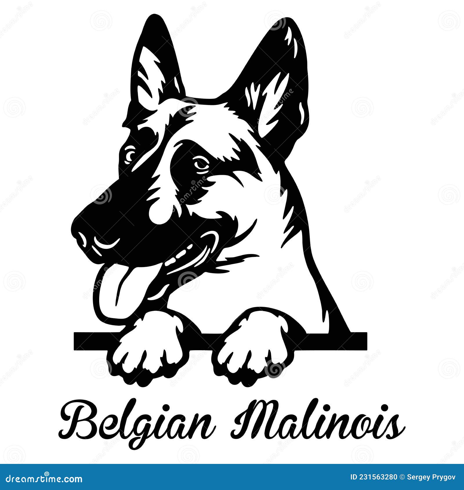 Malinois Head Black And White Cartoon Vector | CartoonDealer.com #149554969