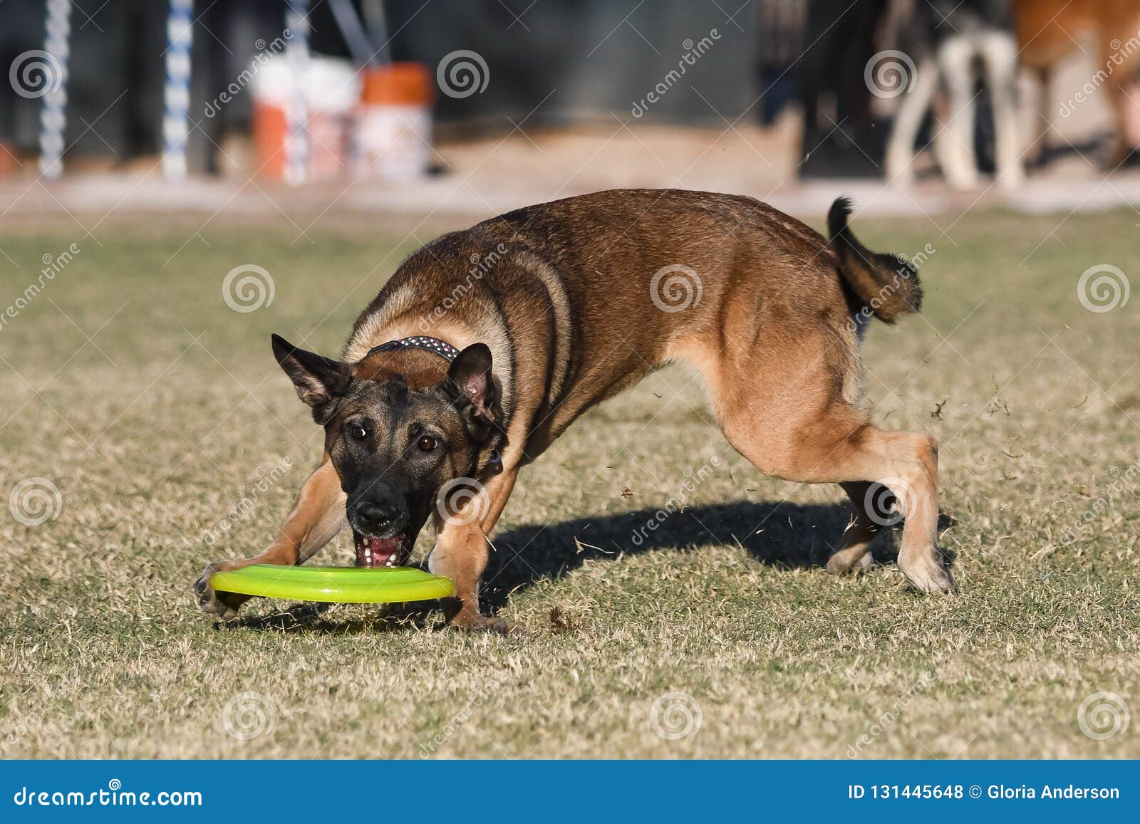 Belgian Malinois Playing Disc Toss and Fetch Stock Photo - Image of ...