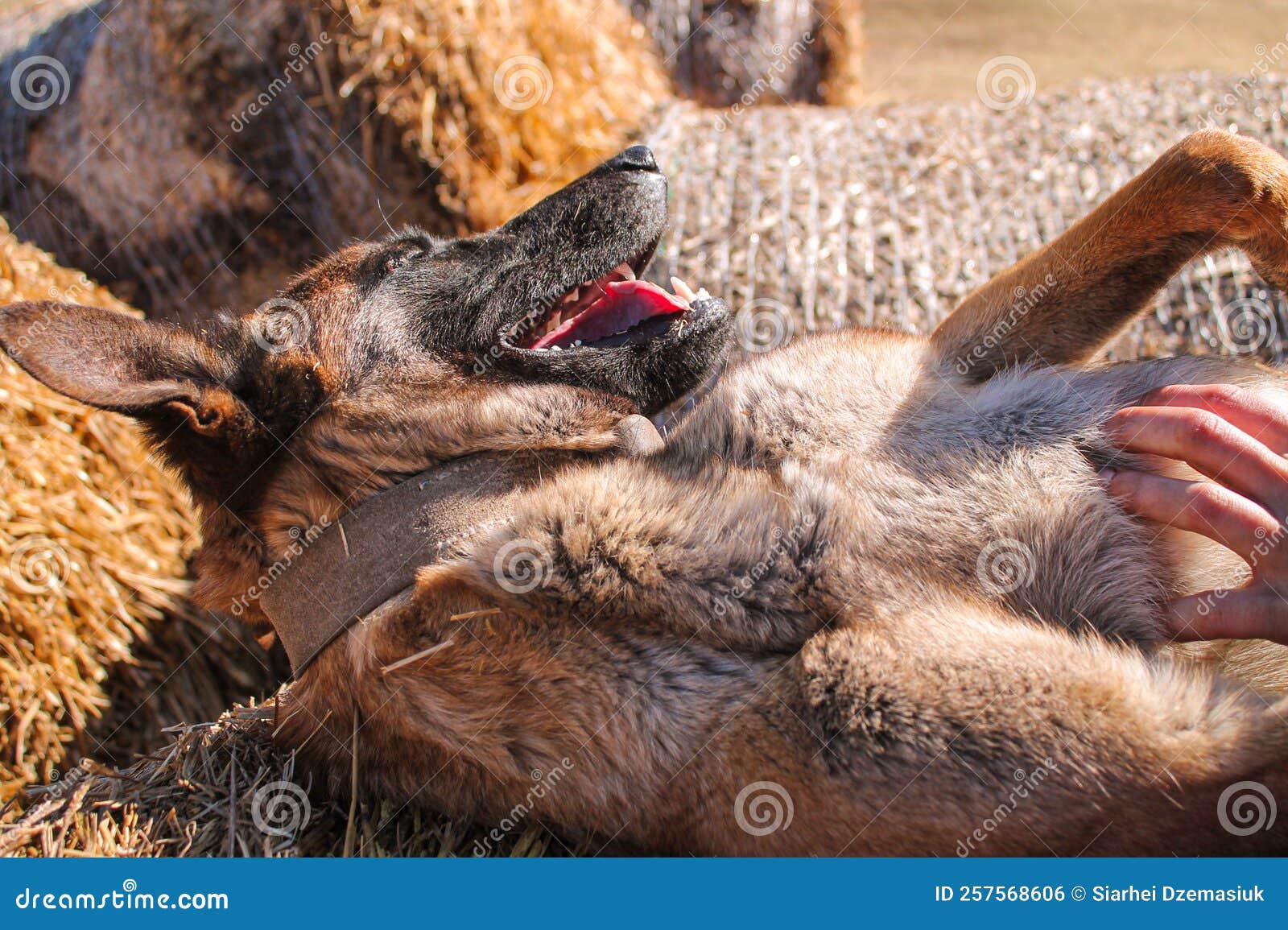 The Belgian Malinois Thrives on Getting Lots of Attention. Stock Photo ...