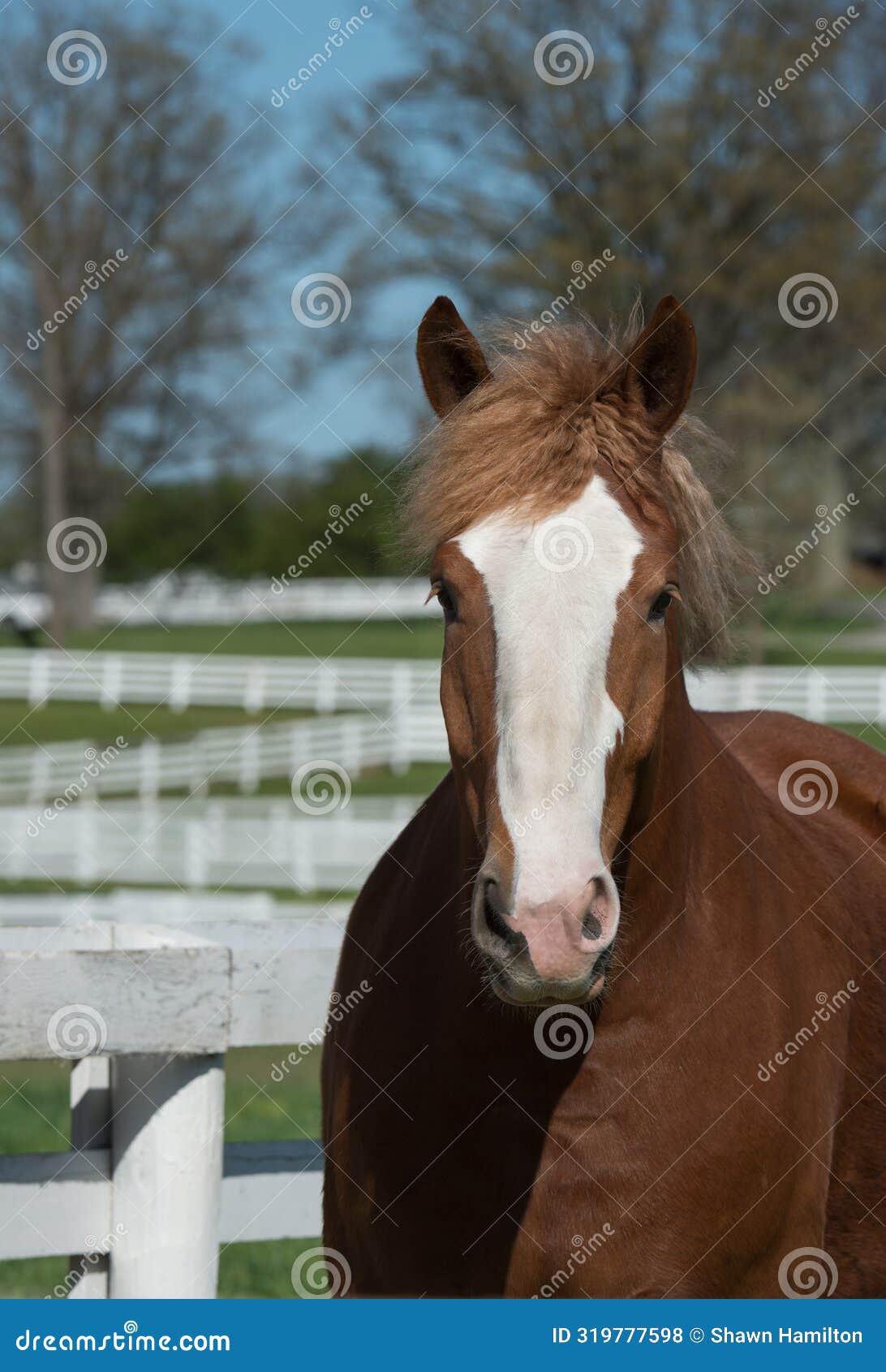 Portrait of Belgian Horse Head Shot of Chestnut Belgian Horse with ...
