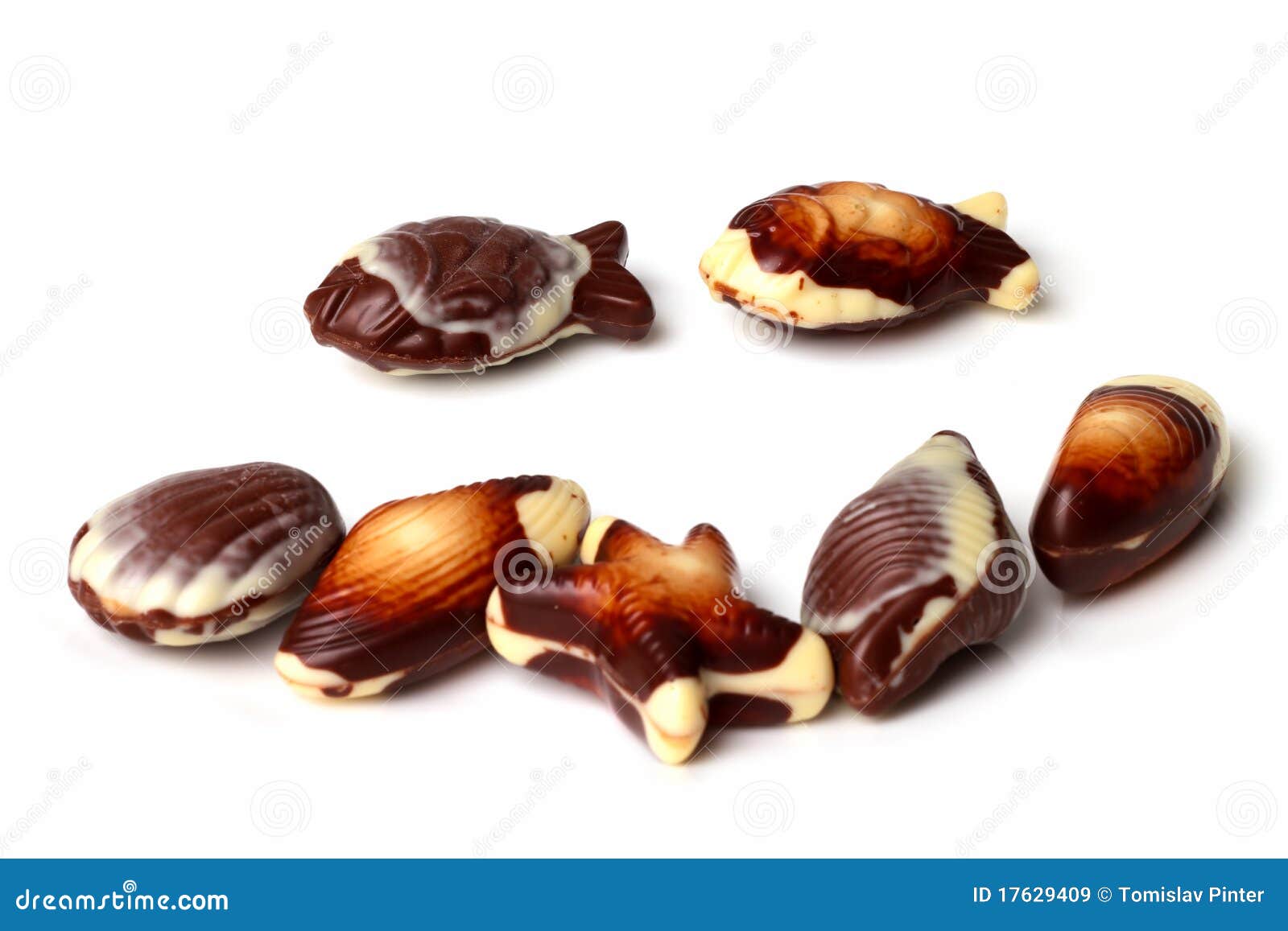 Belgian Sea Shell Chocolates Stock Image - Image of included, pastry ...