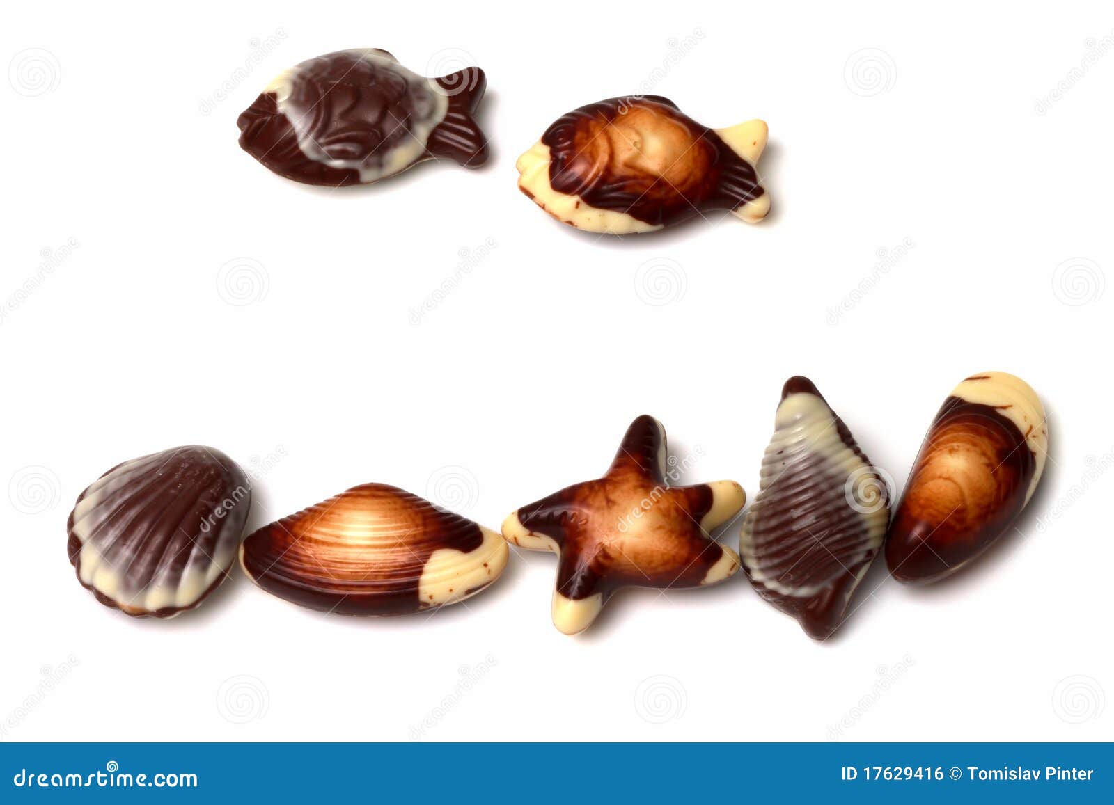 Belgian Sea Shell Chocolates Stock Photo - Image of chocolates, cookies ...