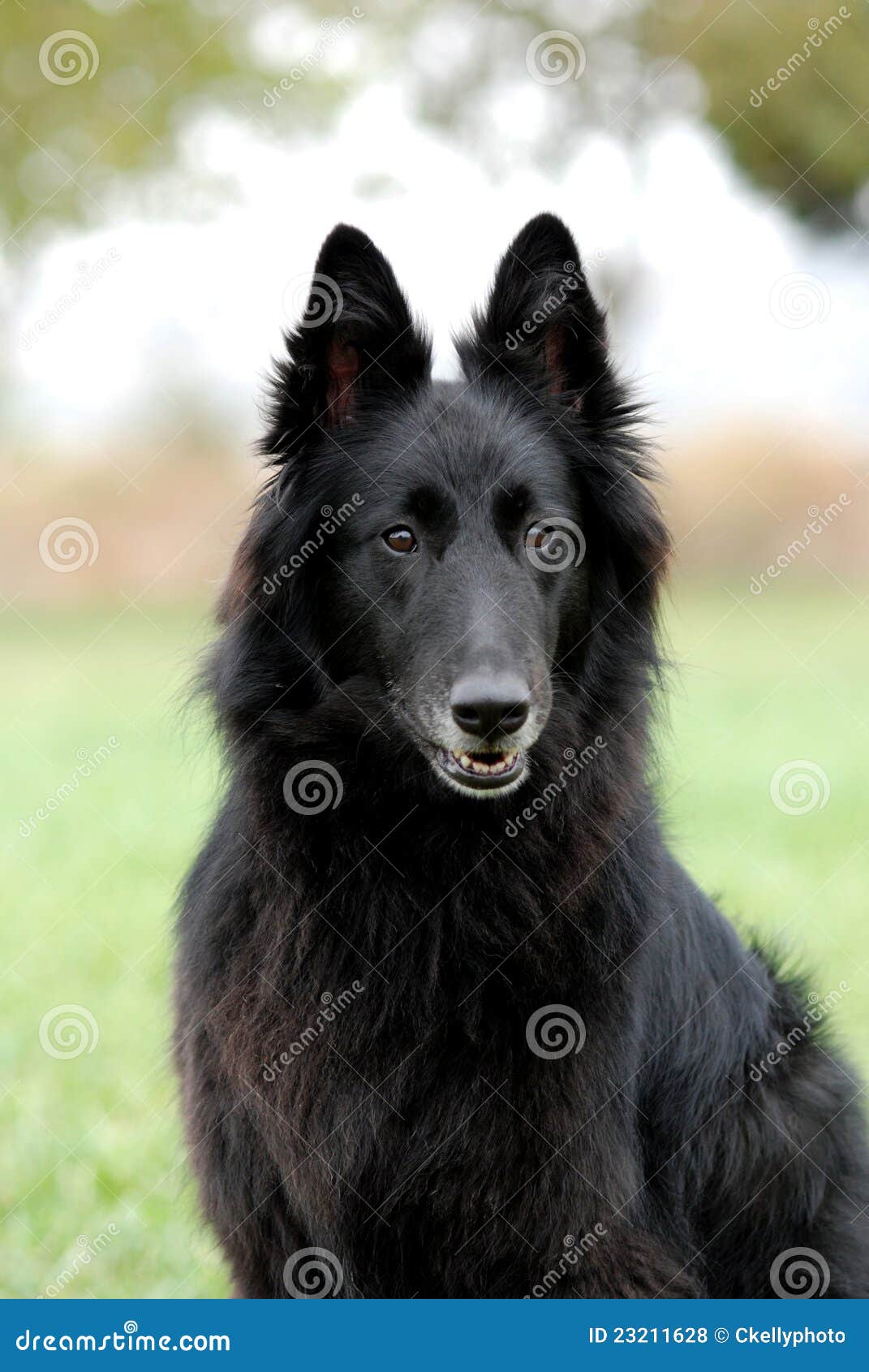 Belgian Sheepdog stock photo. Image of head, domesticated - 23211628