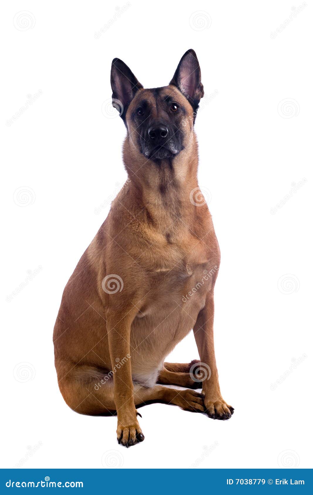 Belgian Shepherd Dog stock image. Image of malinois, short - 7038779
