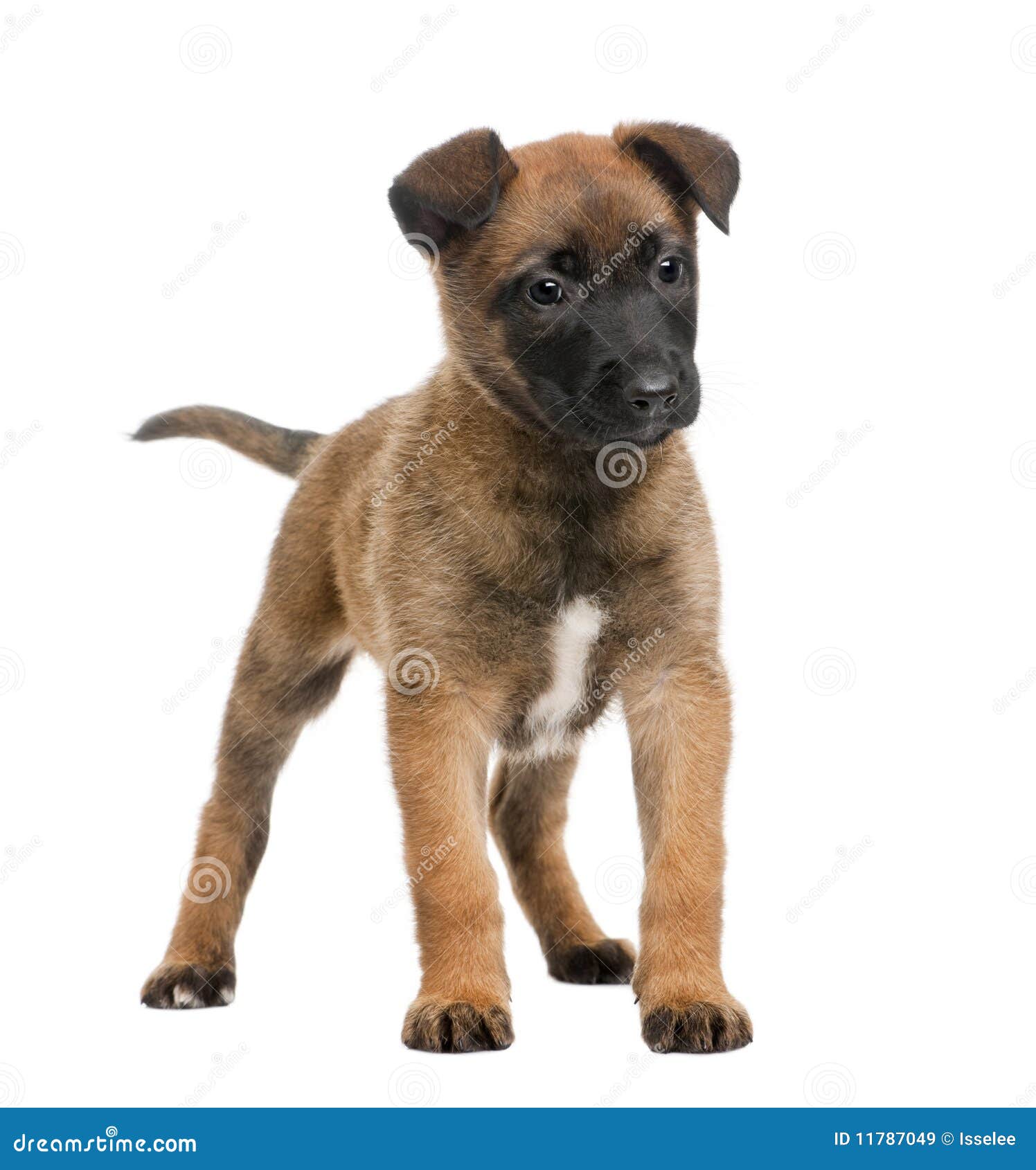 Belgian Shepherd White Belgian Shepherd White Hi Res Stock Photography