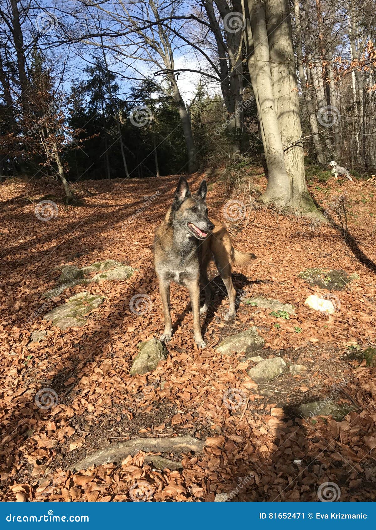 Belgian shepherd in forest stock image. Image of cheerful - 81652471