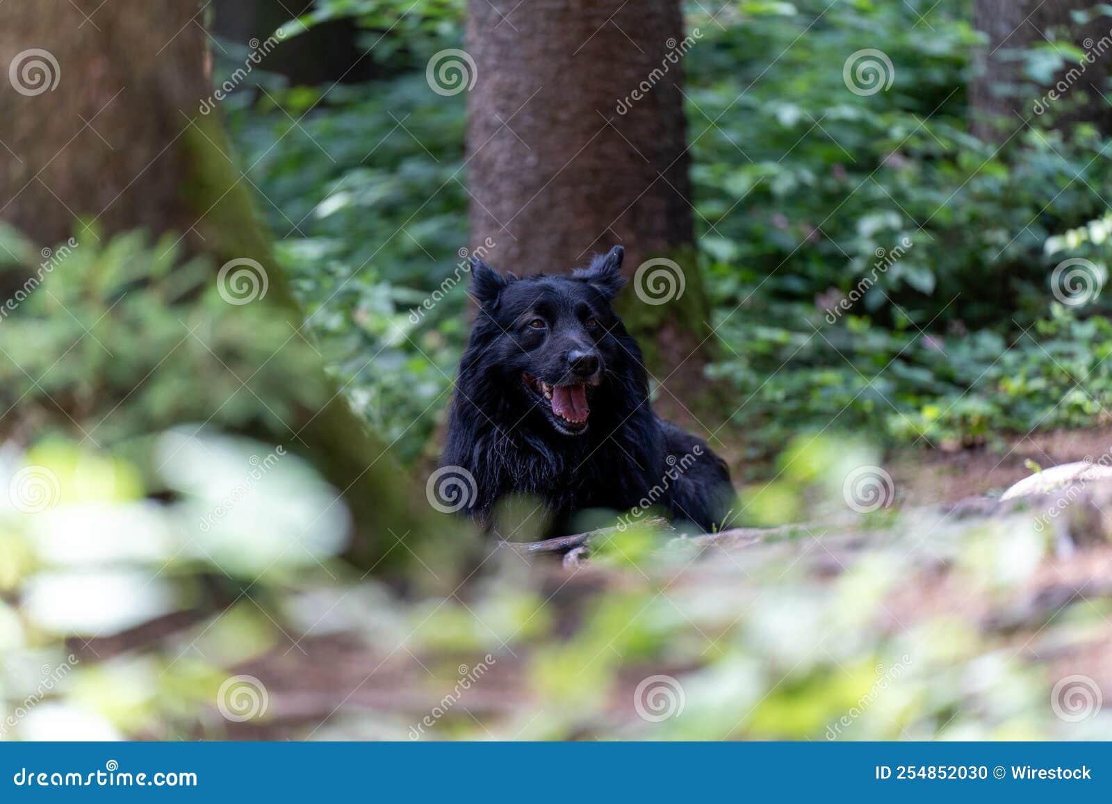 Belgian Shepherd Groenendael Dog in a Park Stock Photo - Image of furry ...