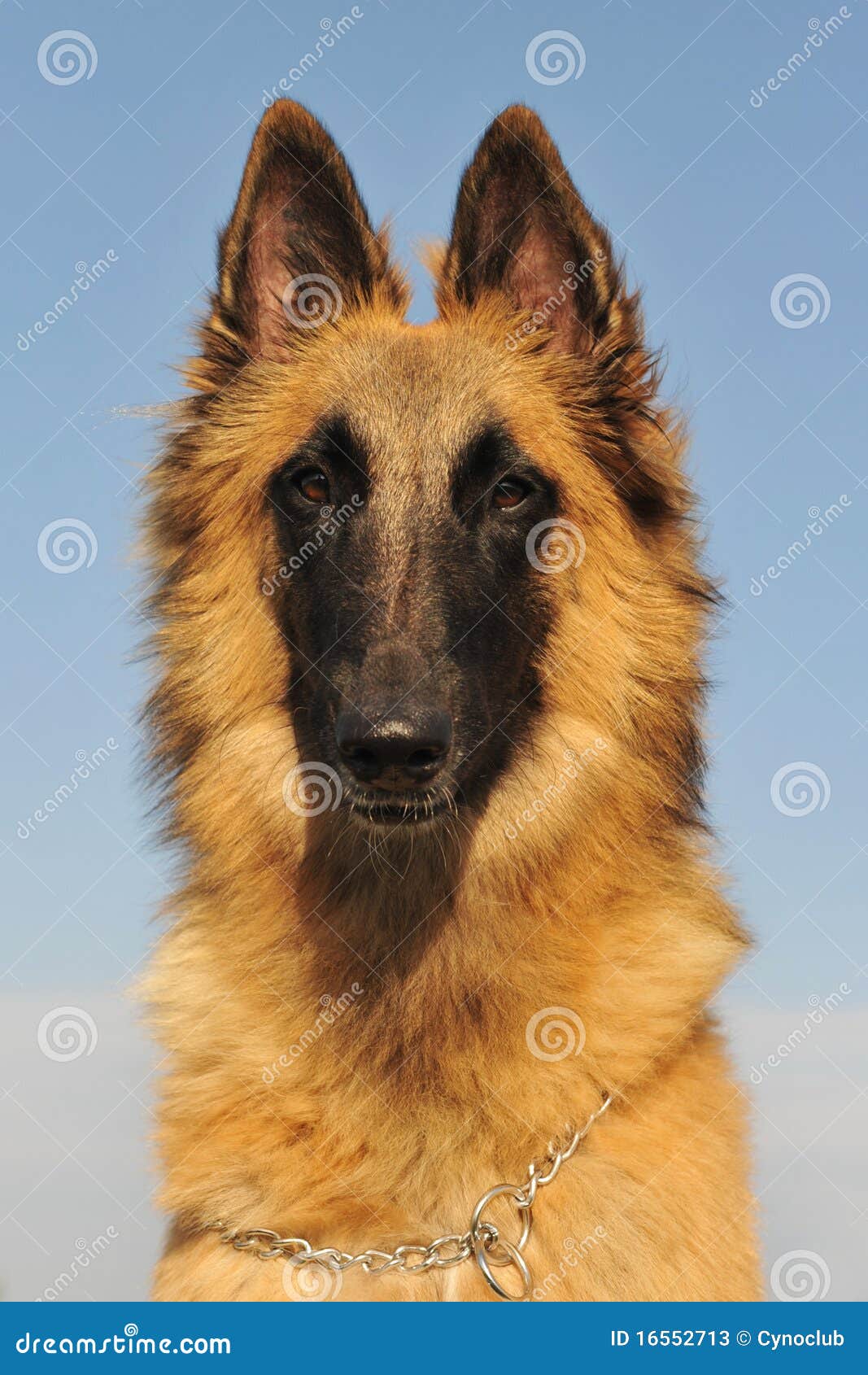 Belgian shepherd tervueren stock image. Image of tervueren - 16552713