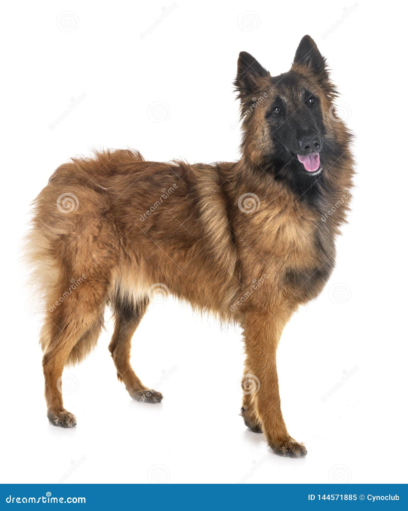 Belgian shepherd tervueren stock image. Image of isolated - 144571885