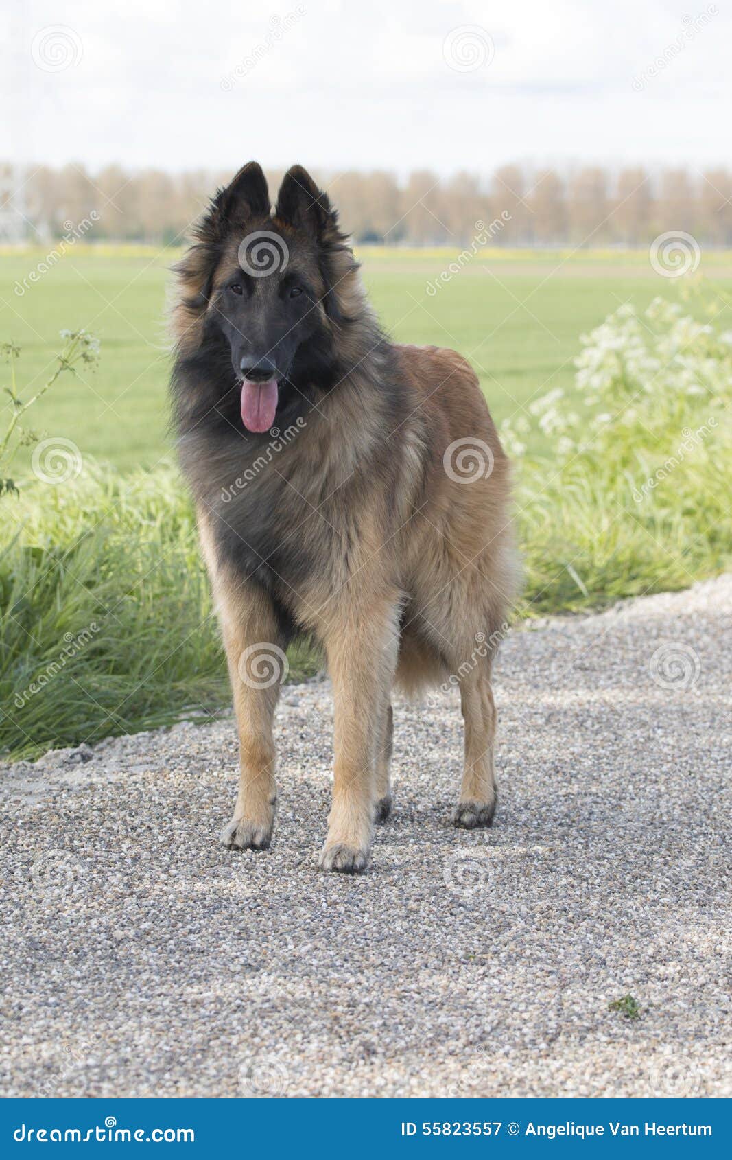Belgian Shepherd Tervuren, Dog, Standing Stock Image - Image of ...