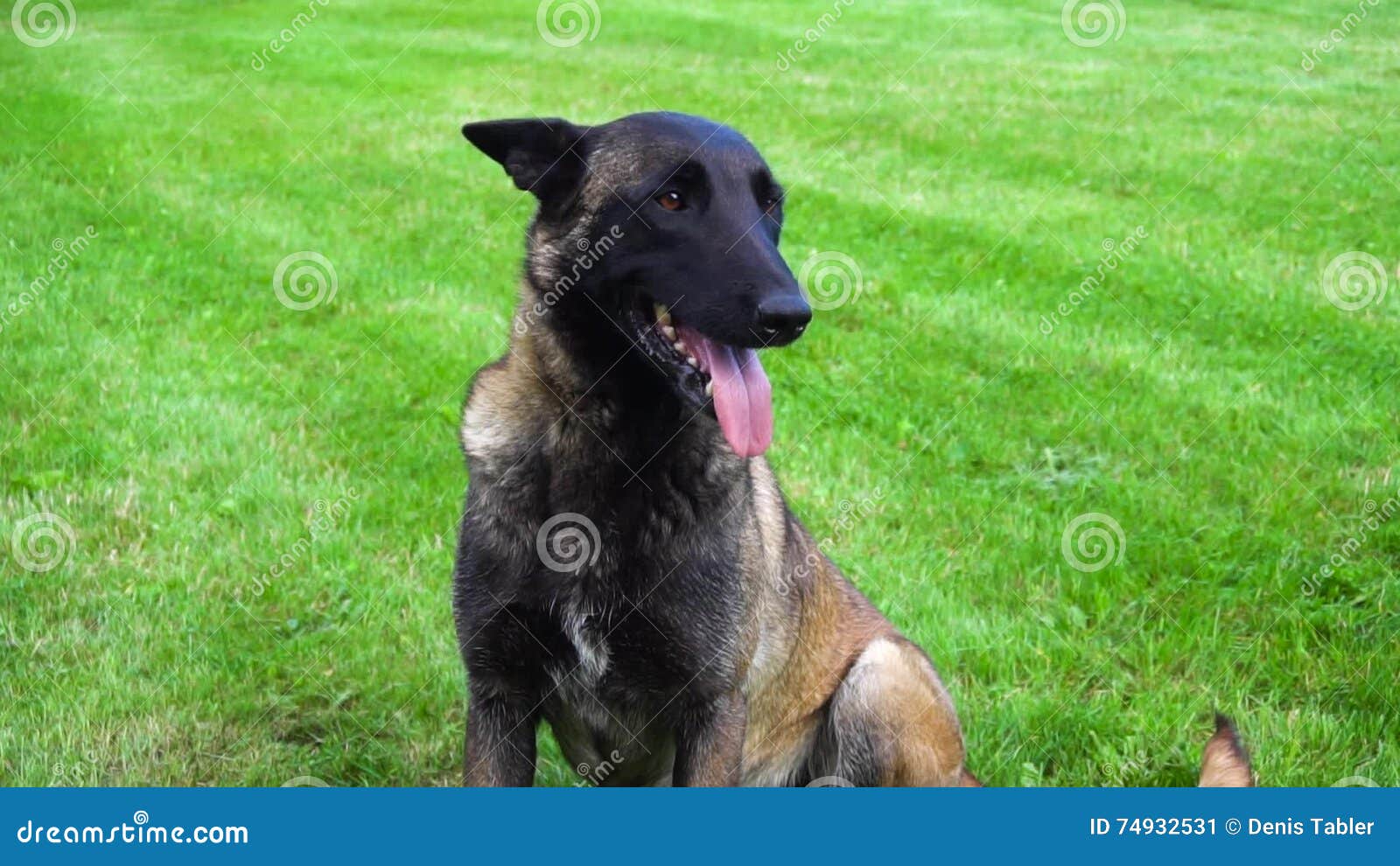 Belgian Sheppard Dog Outdoors Stock Video - Video of happy, nature ...