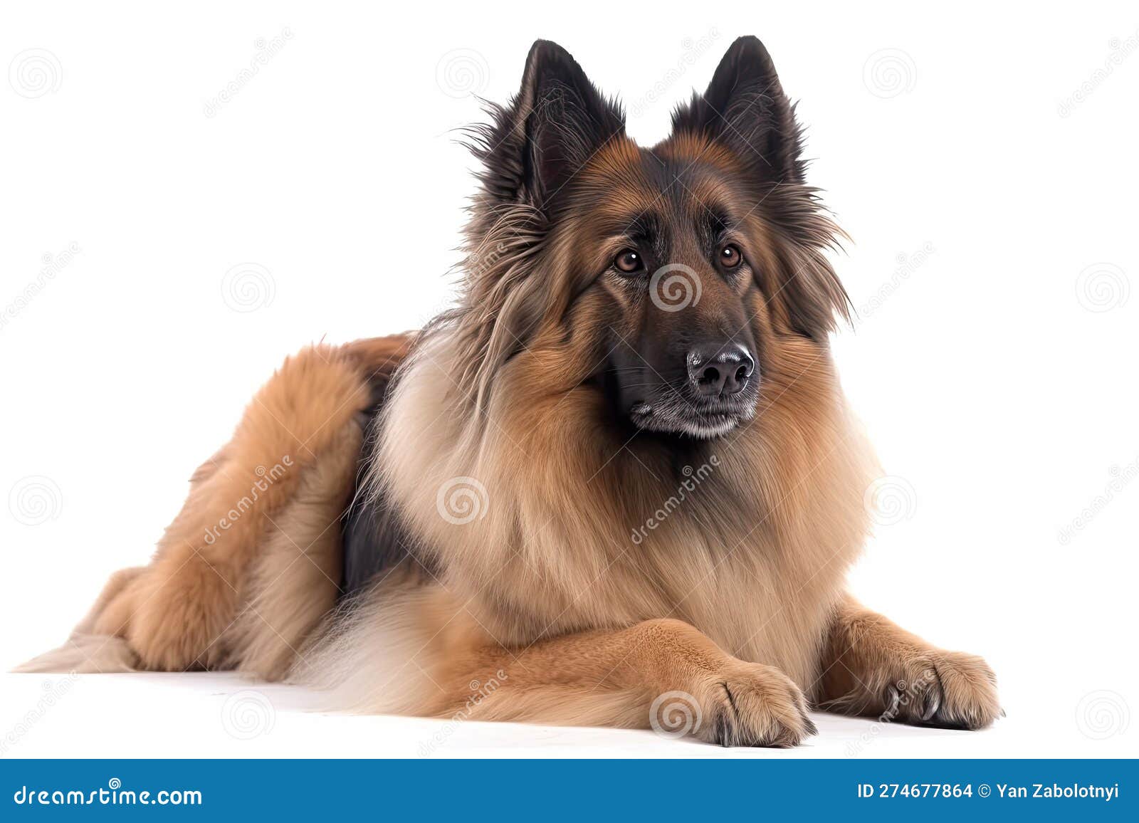 Belgian Tervuren Dog on White Background. Generative AI Stock ...