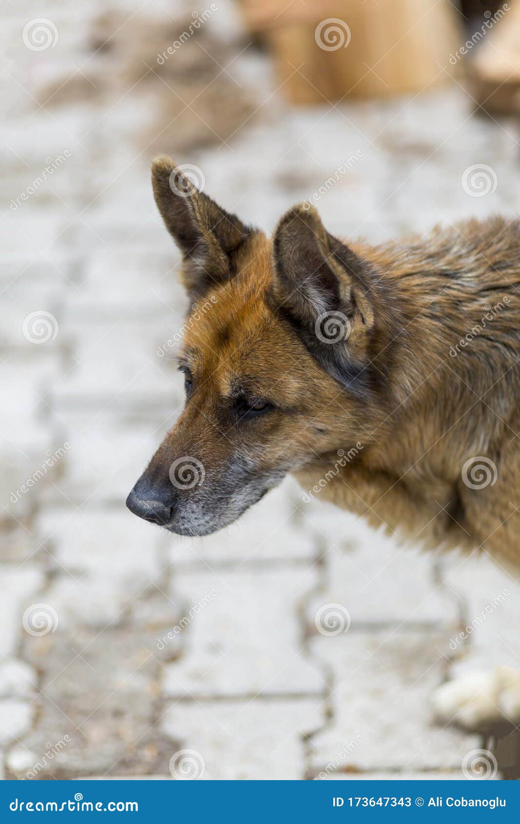 Belgian Wolf Dog Head Portrait Stock Image - Image of nature, sharpness ...