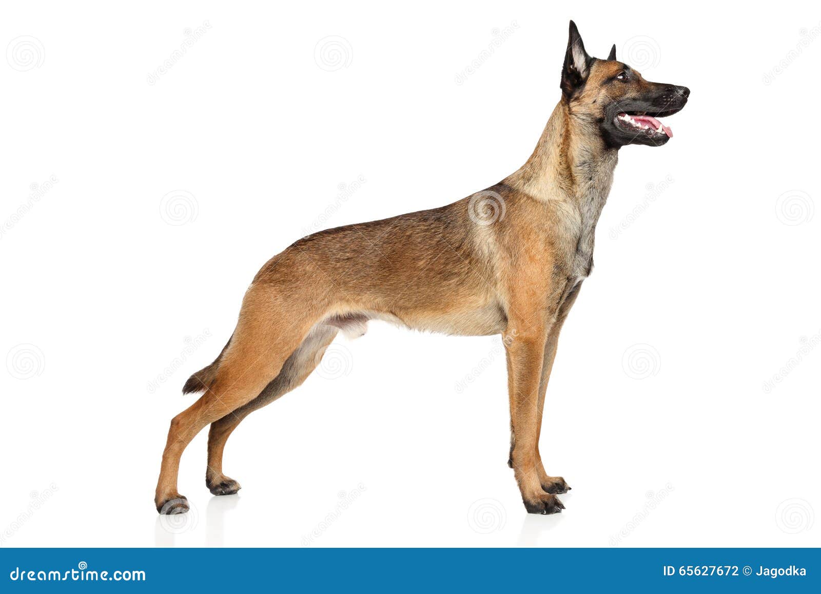 Belgischer Schäferhund-Hund Malinois Stockfoto - Bild von hund, stehen ...