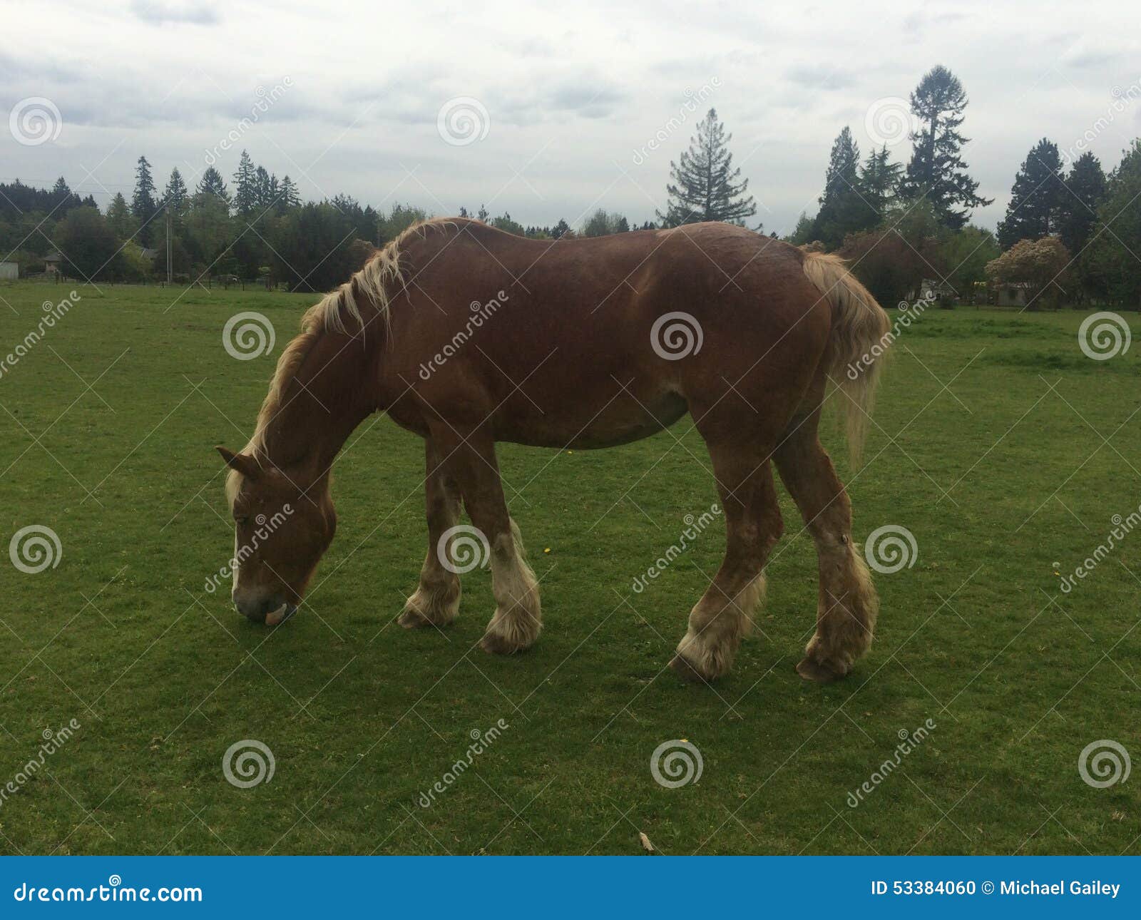 Belgium horse stock photo. Image of belgium, ranch, horse - 53384060