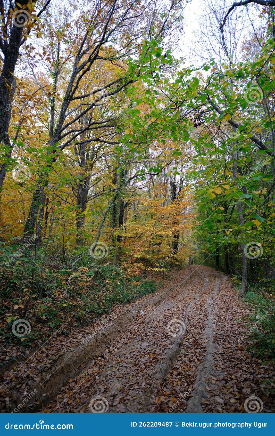 Belgrad Forest, Ä°stanbul Turkey Stock Image - Image of branch, season ...