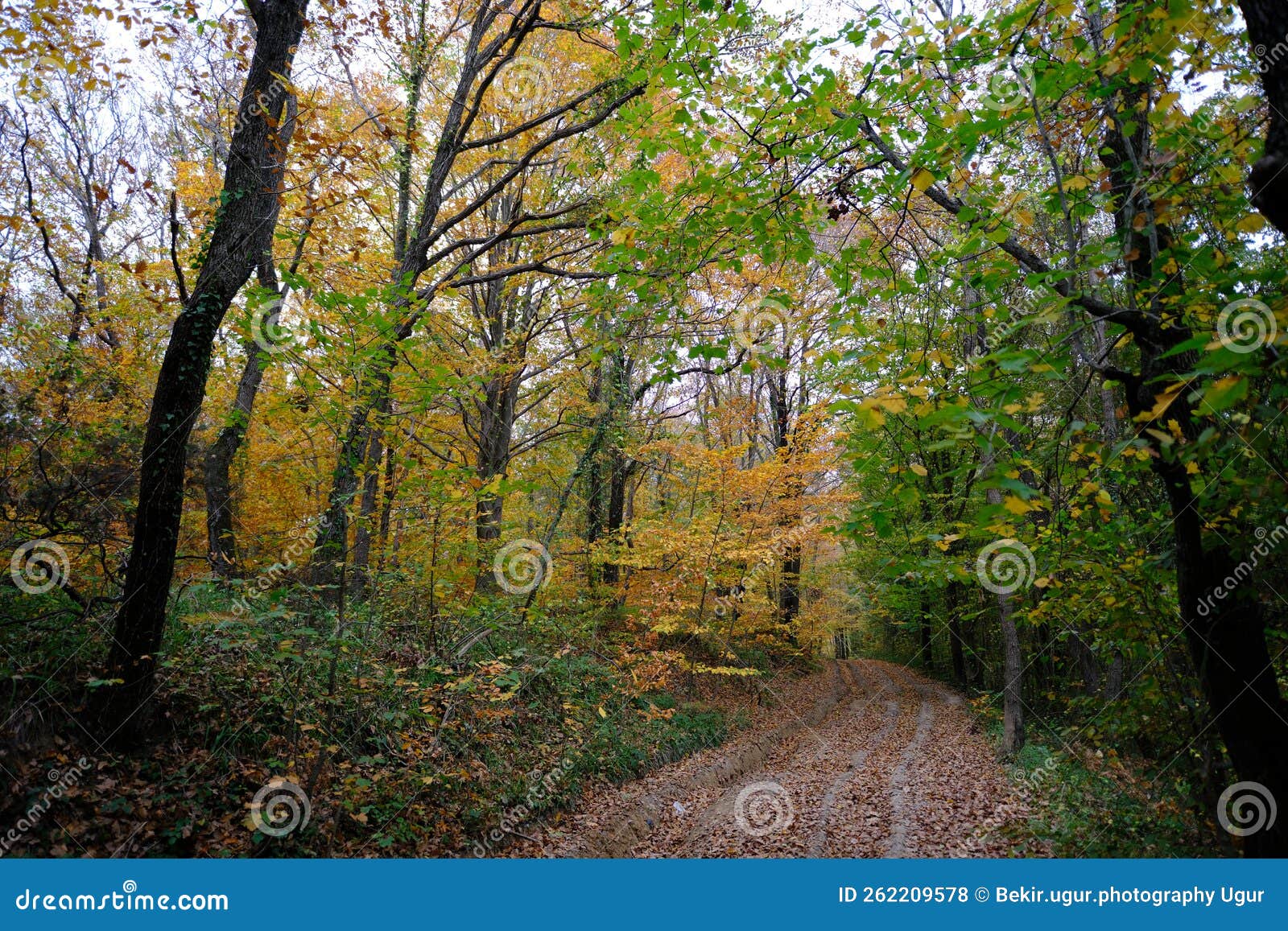 Belgrad Forest, Ä°stanbul Turkey Stock Photo - Image of asphalt ...