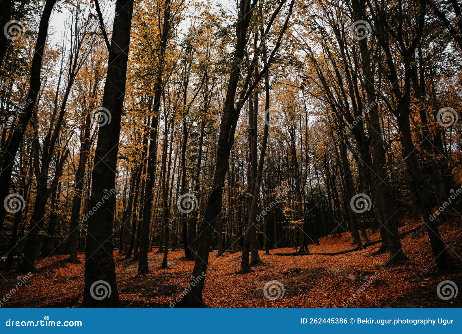Belgrad Forest, Ä°stanbul Turkey Stock Photo - Image of istanbul ...