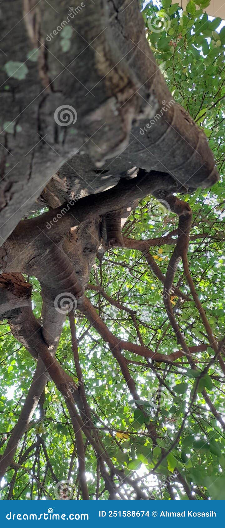 Belimbing Tree from Indonesian Forest Garden Stock Photo - Image of ...