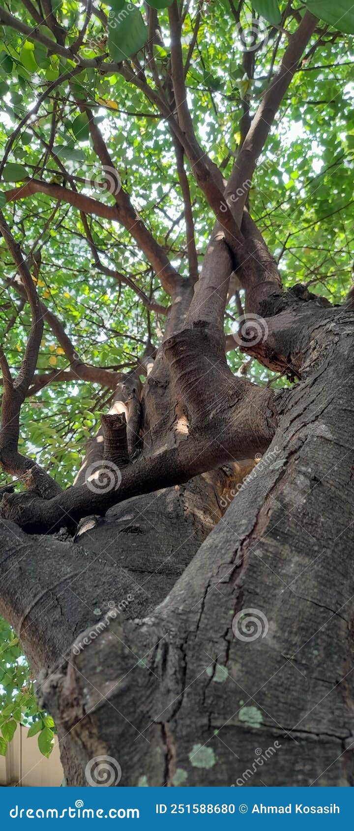 Belimbing Tree from Indonesian Forest Garden Stock Photo - Image of ...