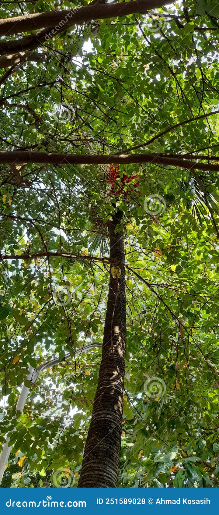 Belimbing Tree from Indonesian Forest Garden Stock Photo - Image of ...