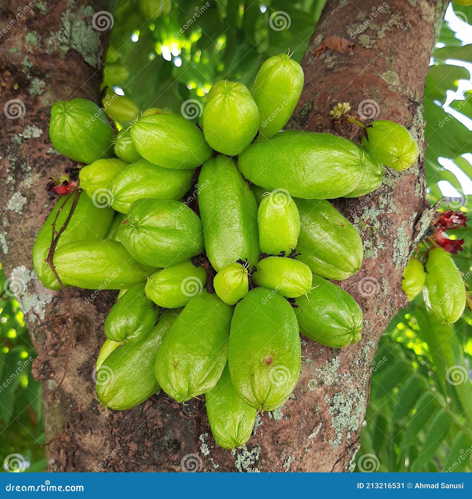 Belimbing Wulu Segar stock image. Image of belimbing - 213216531