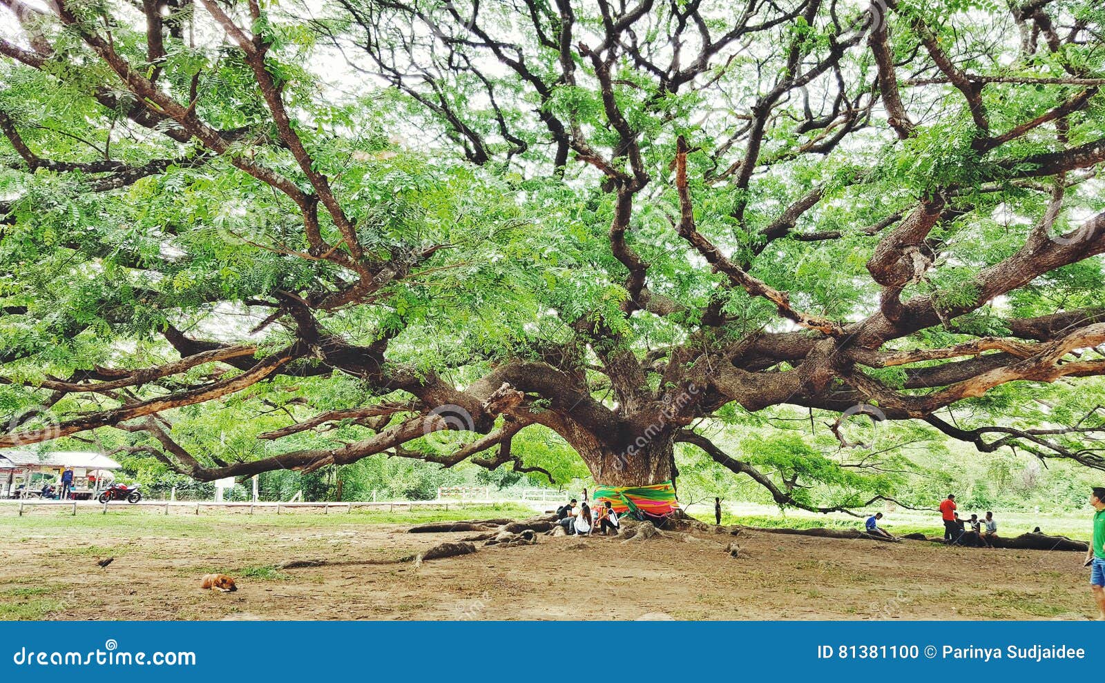 Belive tree editorial image. Image of tree, belive, people - 81381100