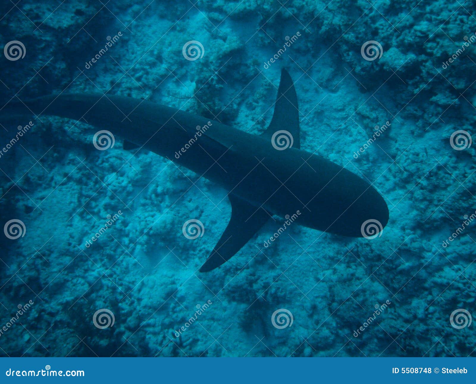 Belize Blue Hole Shark stock photo. Image of animal, caribbean - 5508748