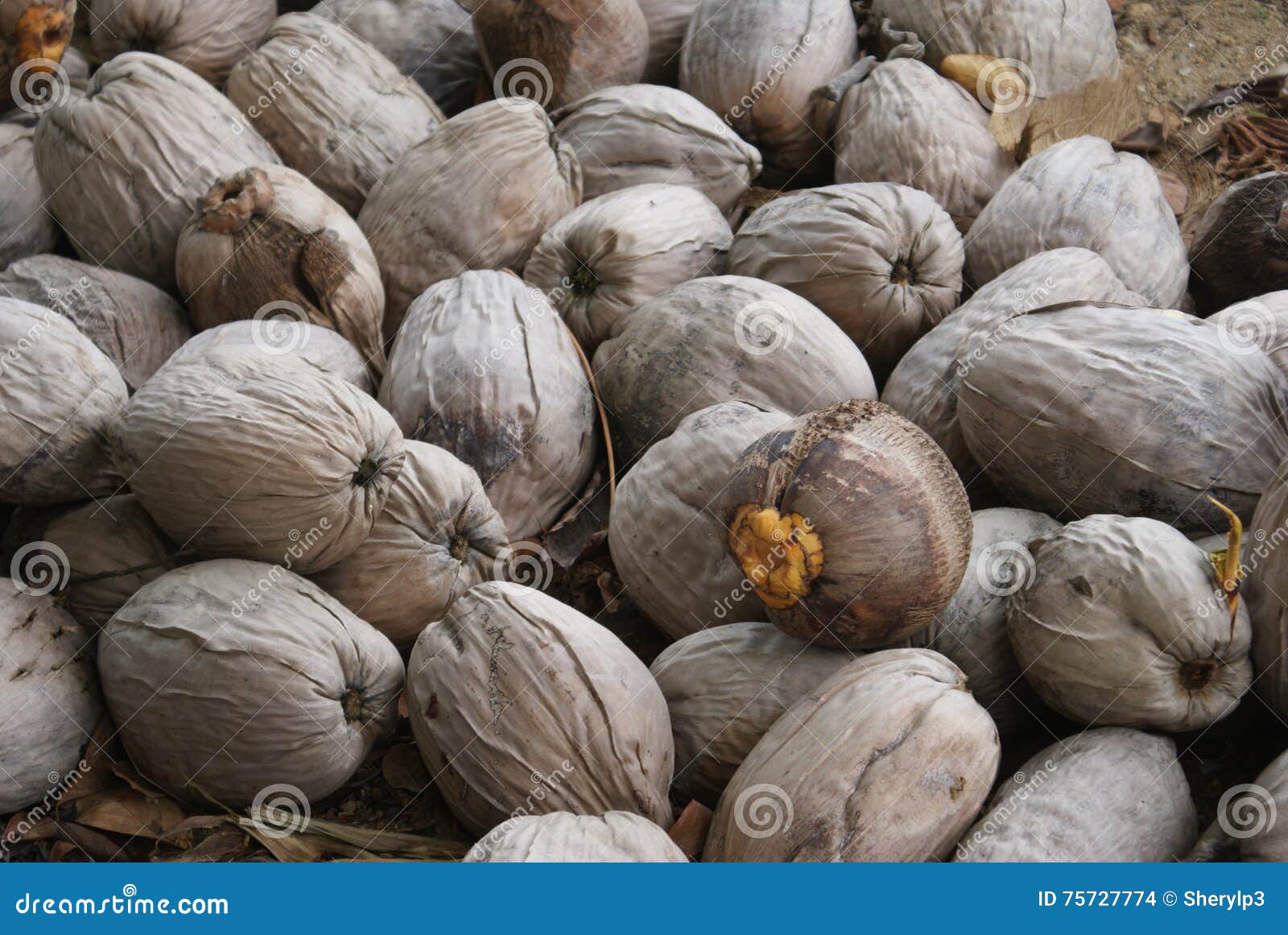 Belize Coconuts stock photo. Image of local, sony, located - 75727774
