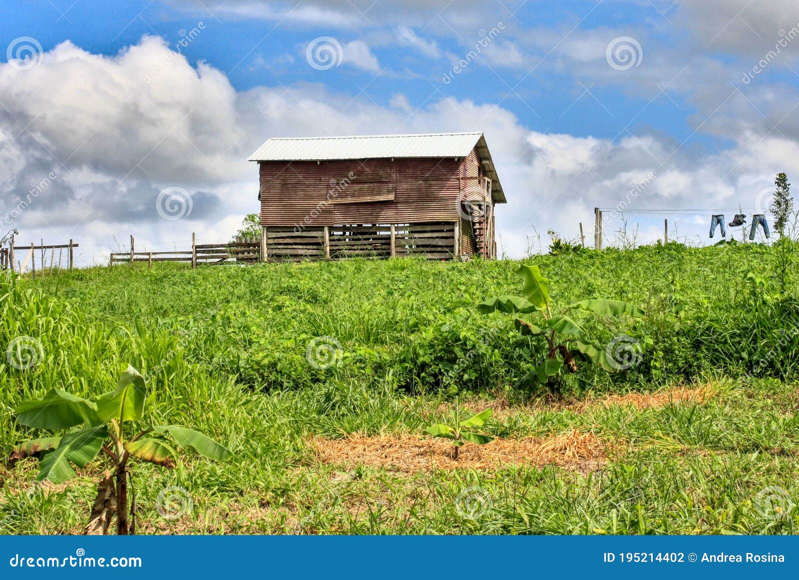 Belize farm stock photo. Image of country, ranch, green - 195214402