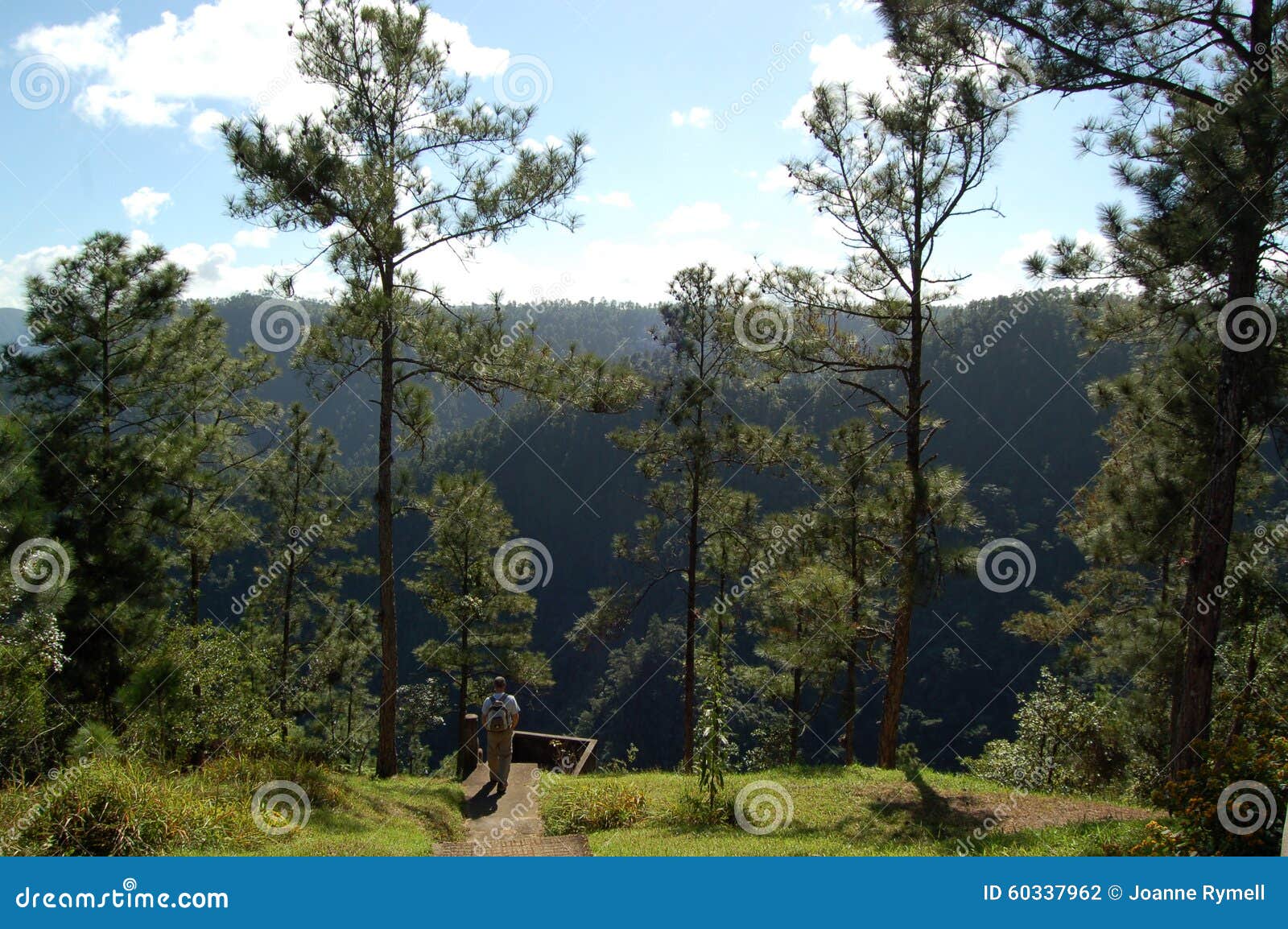 Belize Mountain Pine Ridge Forest Reserve Stock Photo - Image of travel ...