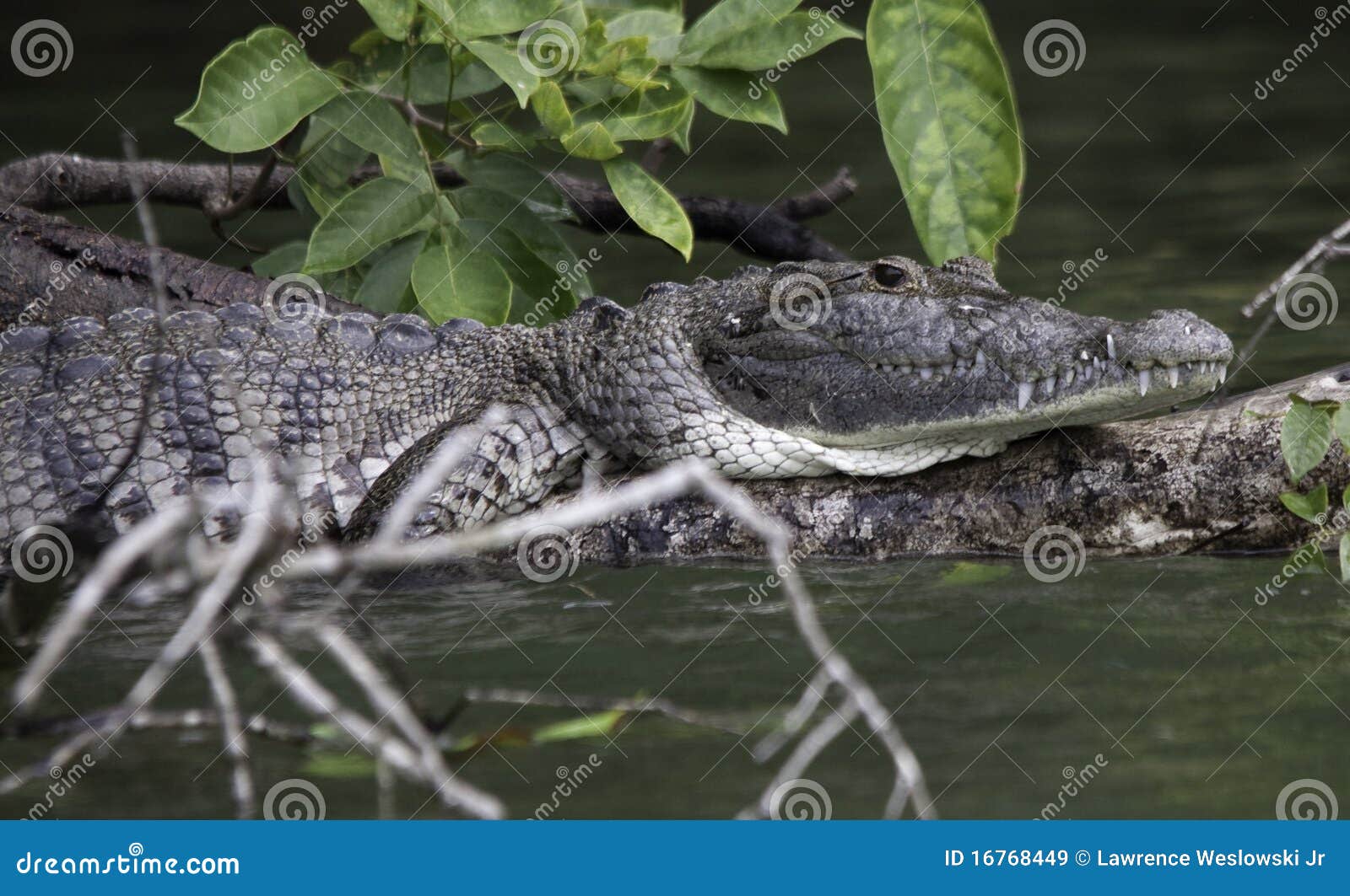 Belize River Crocodile stock image. Image of intermedius - 16768449