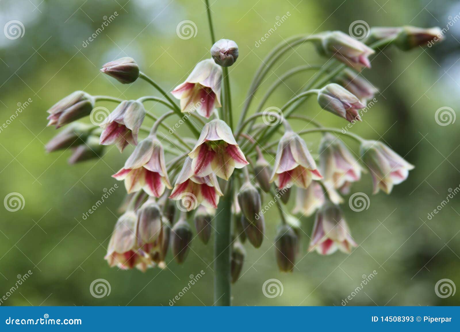 Bell Allium stock image. Image of nectaroscordum, blossoms - 14508393
