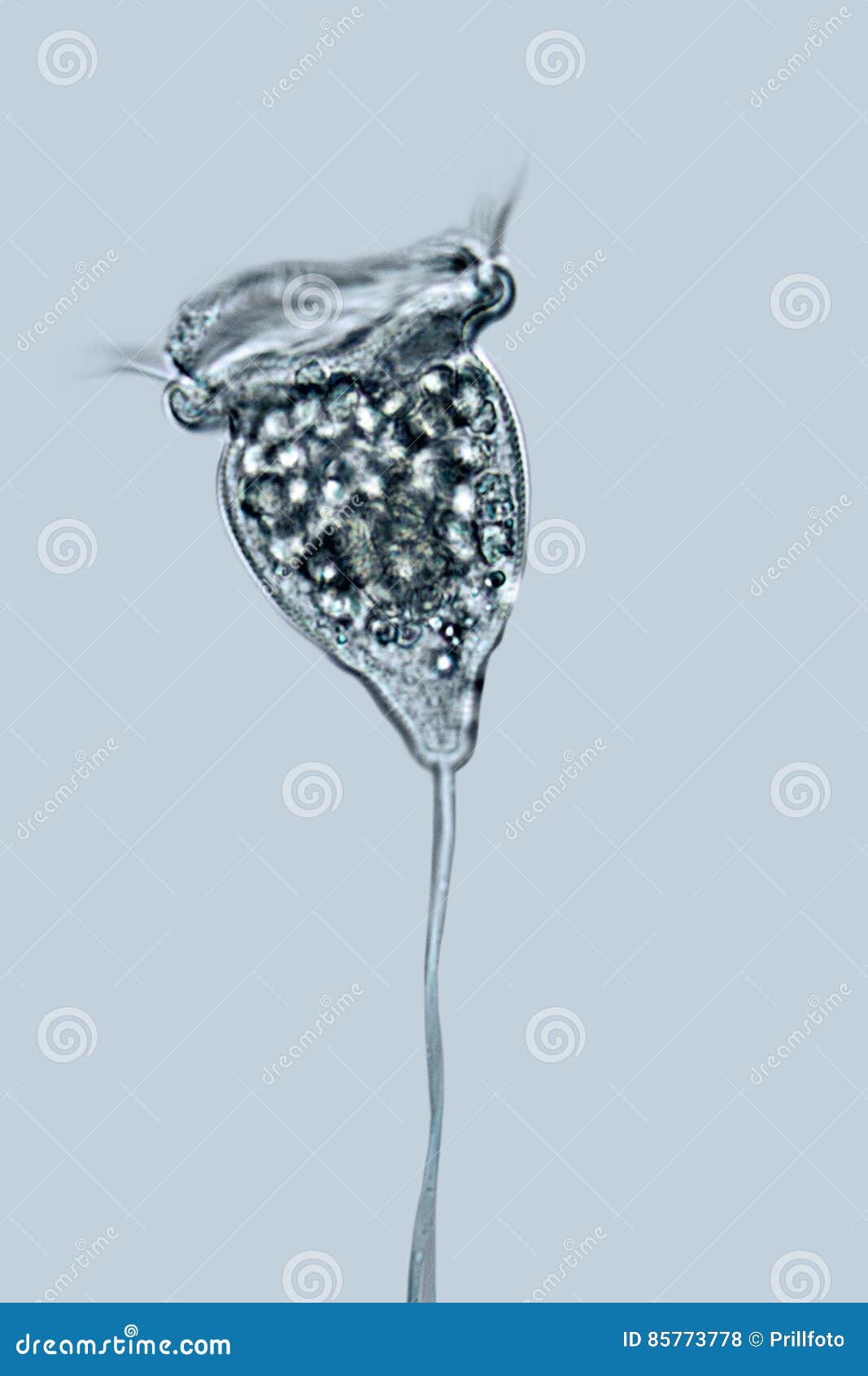 Bell animalcule closeup stock photo. Image of unicellular - 85773778