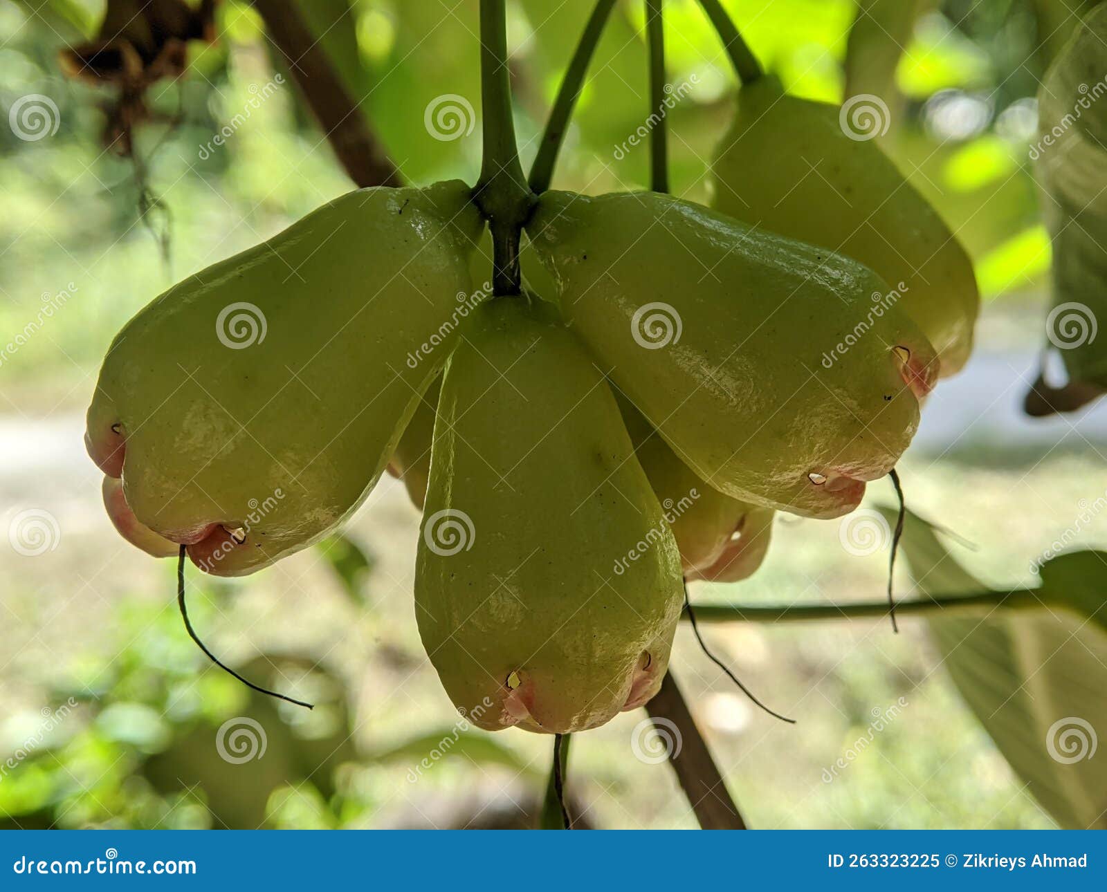 Bell Apple Rose Fruit on the Tree Stock Image - Image of produce, fruit ...