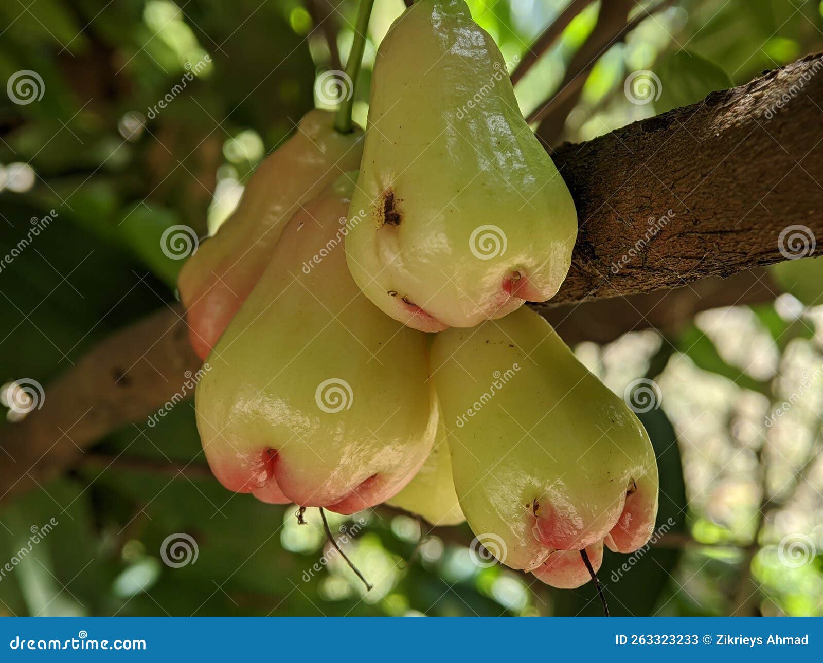 Bell Apple Rose Fruit on the Tree Stock Image - Image of fruit ...