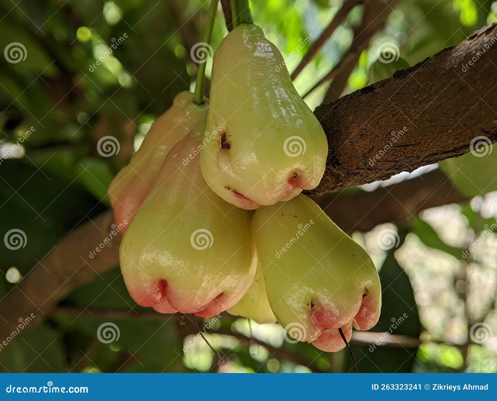 Bell Apple Rose Fruit on the Tree Stock Image - Image of branch ...