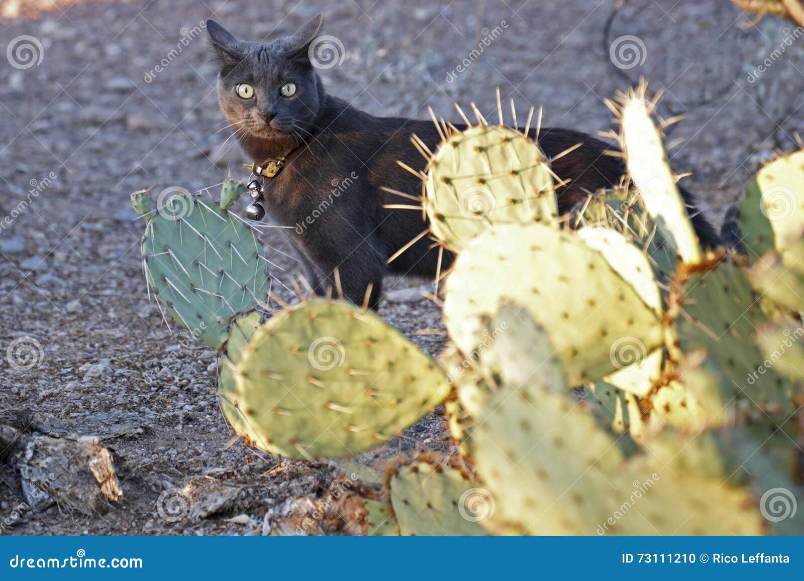 Bell the cat stock photo. Image of felis, prickly, bell - 73111210