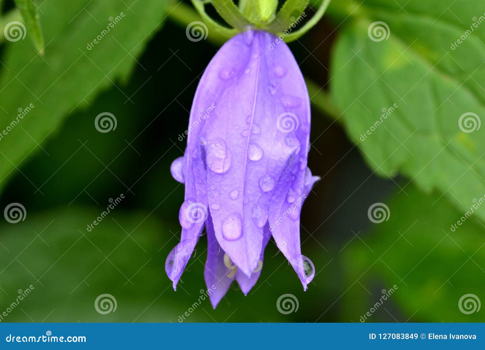 Bell Flower with Rain Drops Stock Image - Image of pink, garden: 127083849