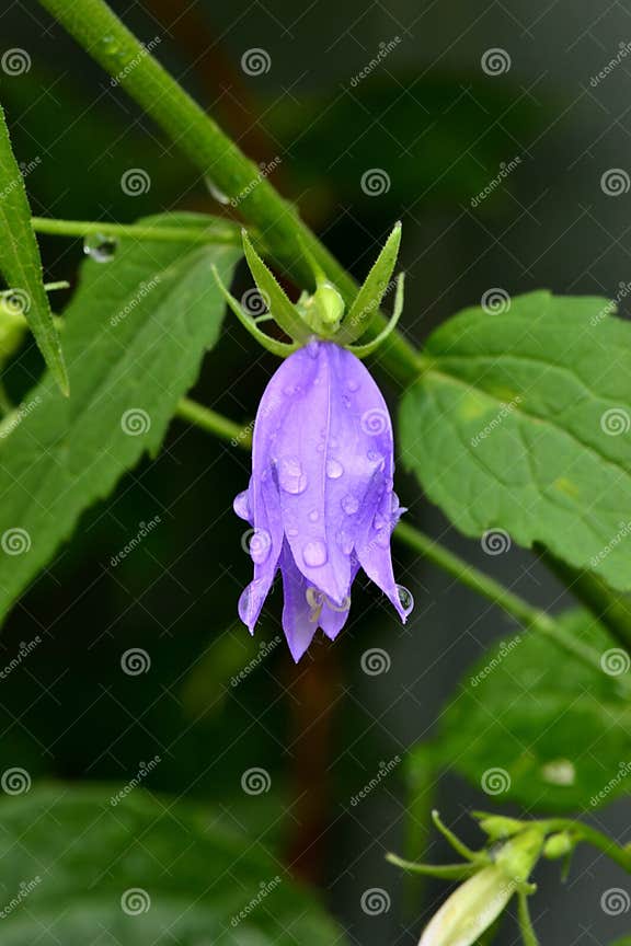Bell Flower with Rain Drops Stock Image - Image of gold, mint: 127083847