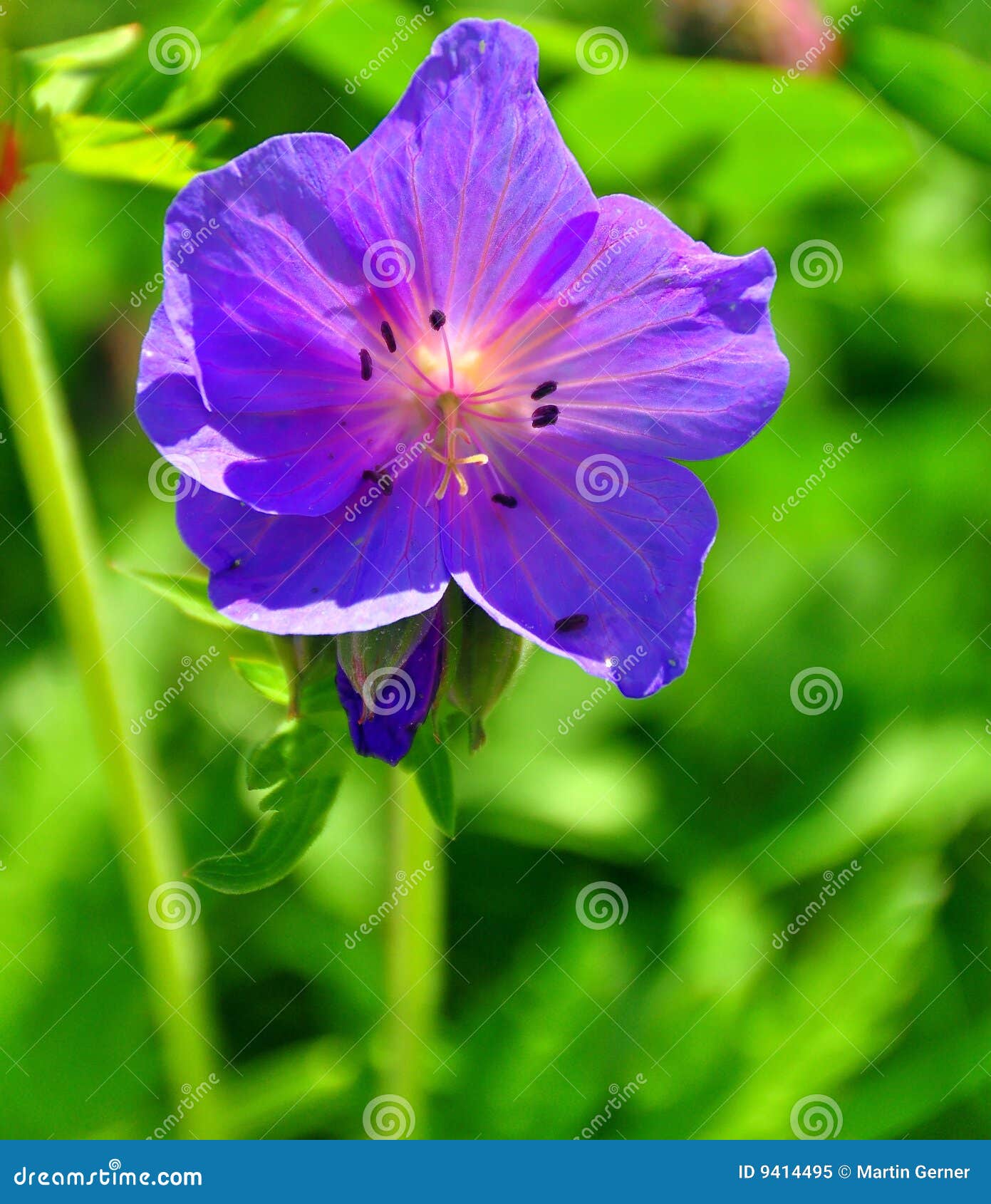 Bell Flower stock image. Image of blue, flower, spring - 9414495