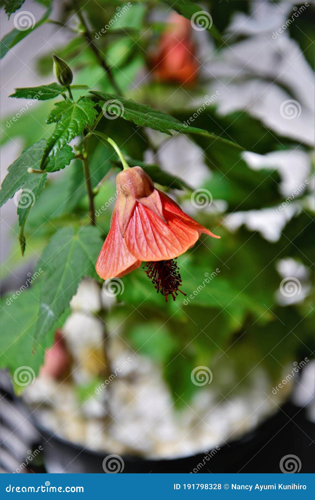 The Bell Flower of Abutilon Striatum Stock Photo - Image of open ...