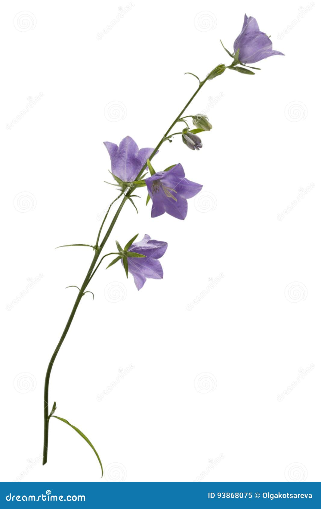 Bell flower stock image. Image of stem, blue, wild, bloom - 93868075